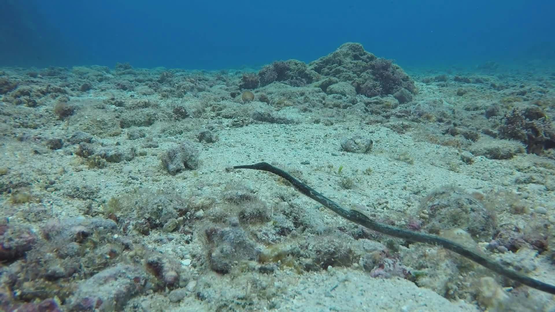 Underwater Scene with Sea Snake on Coral Reef Free Stock Video Footage ...