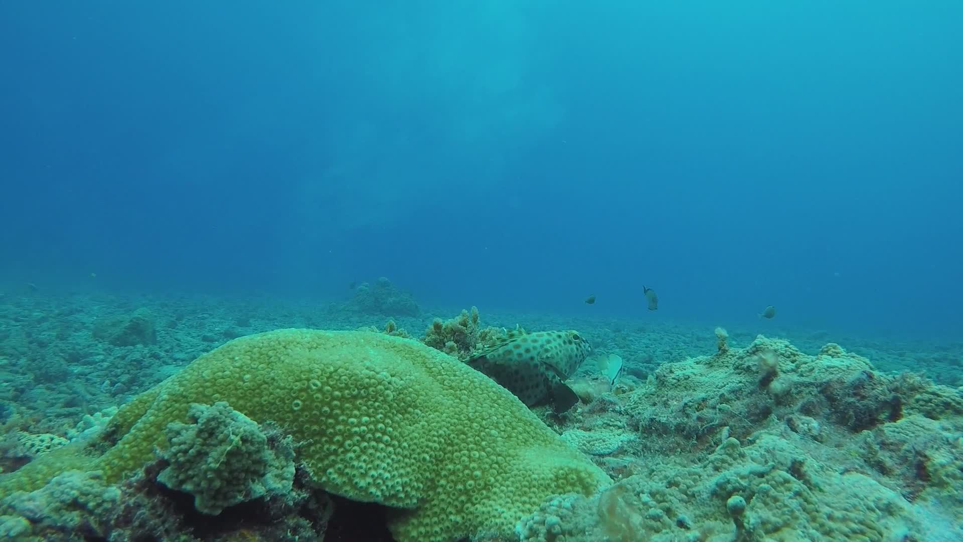 Vibrant Coral Reef with Spotted Fish Underwater Free Stock Video ...