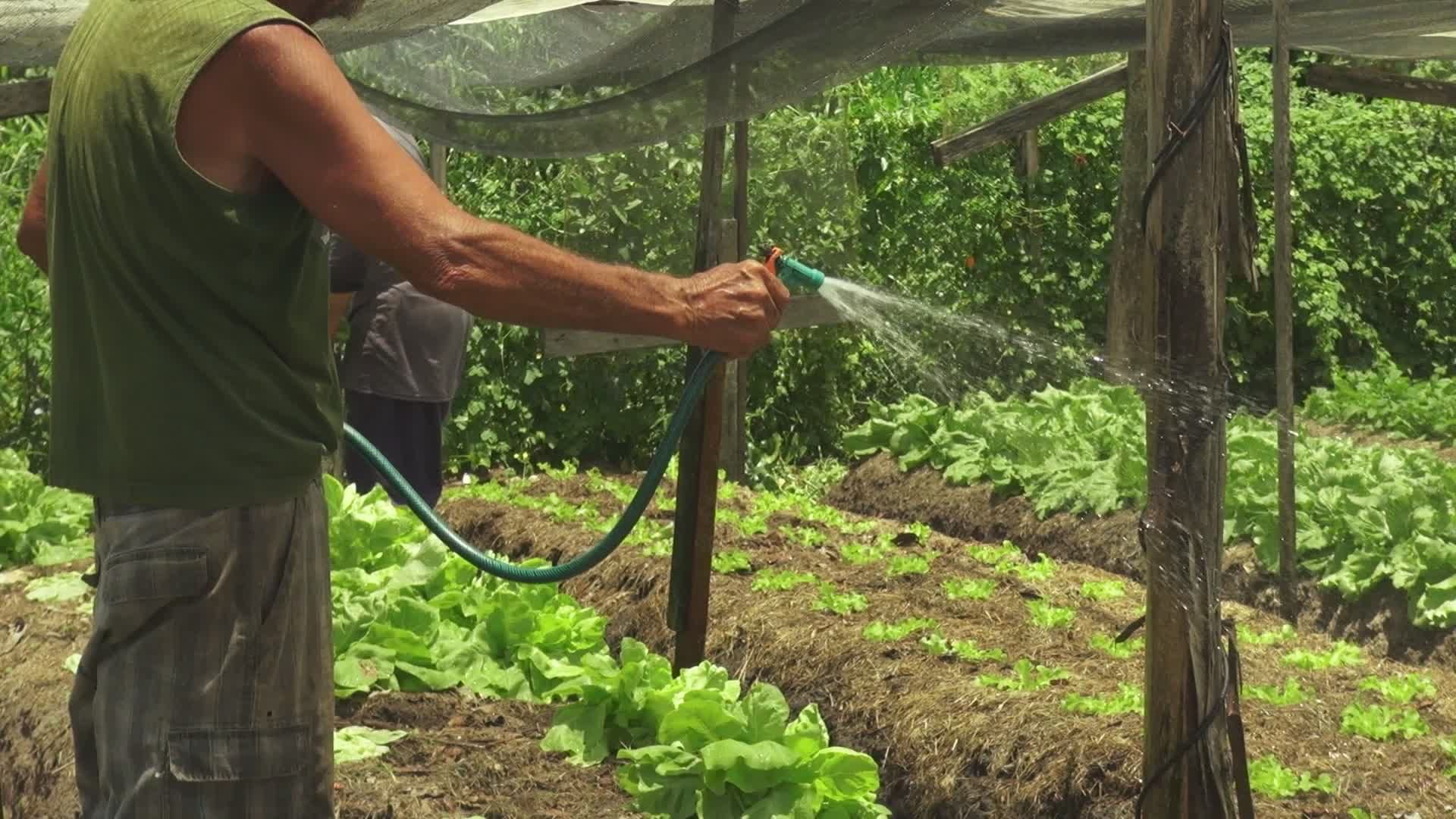 Vídeos de stock gratuitos sobre @al aire libre, agricultura ...