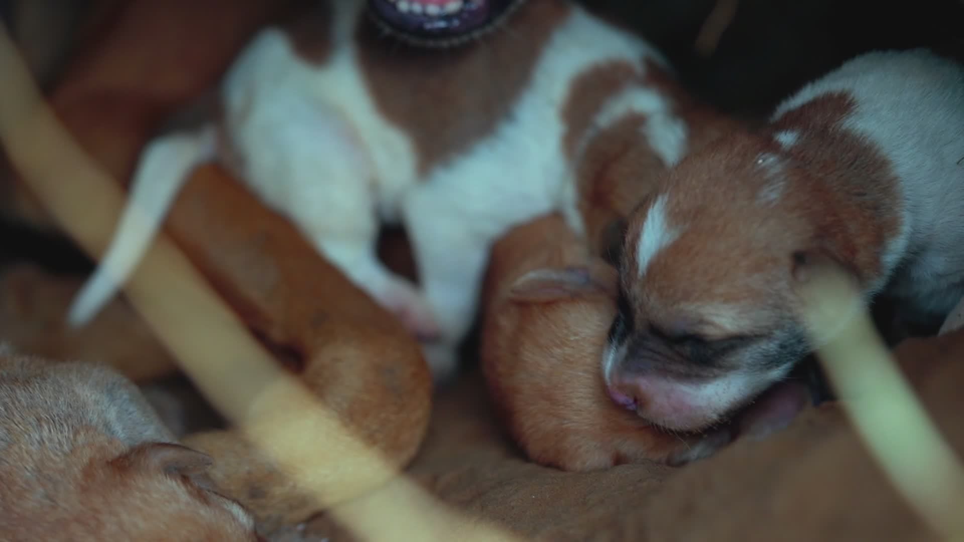 Say+You+Swear+Baby Videos, Download The BEST Free 4k Stock Video ...