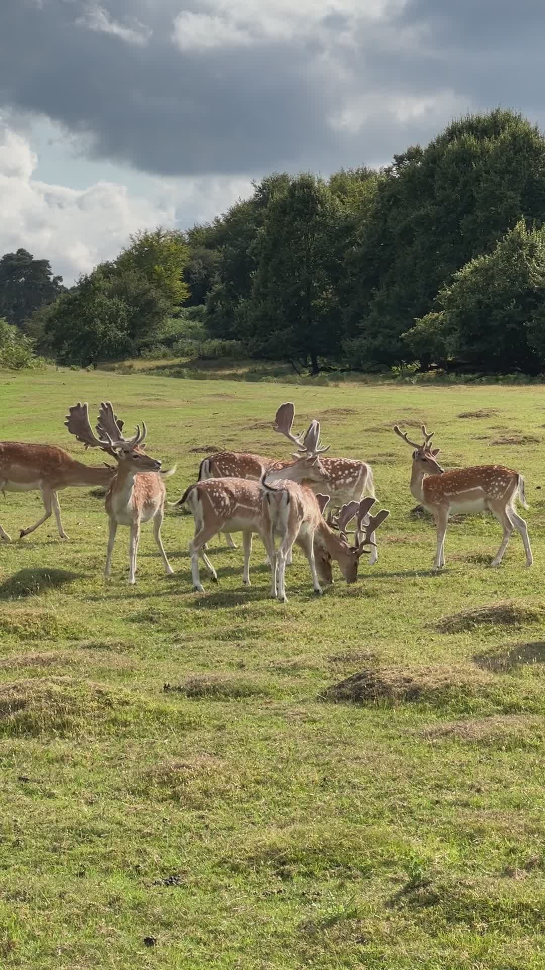 Peaceful Deer Grazing in Lush Forest Clearing Free Stock Video Footage ...
