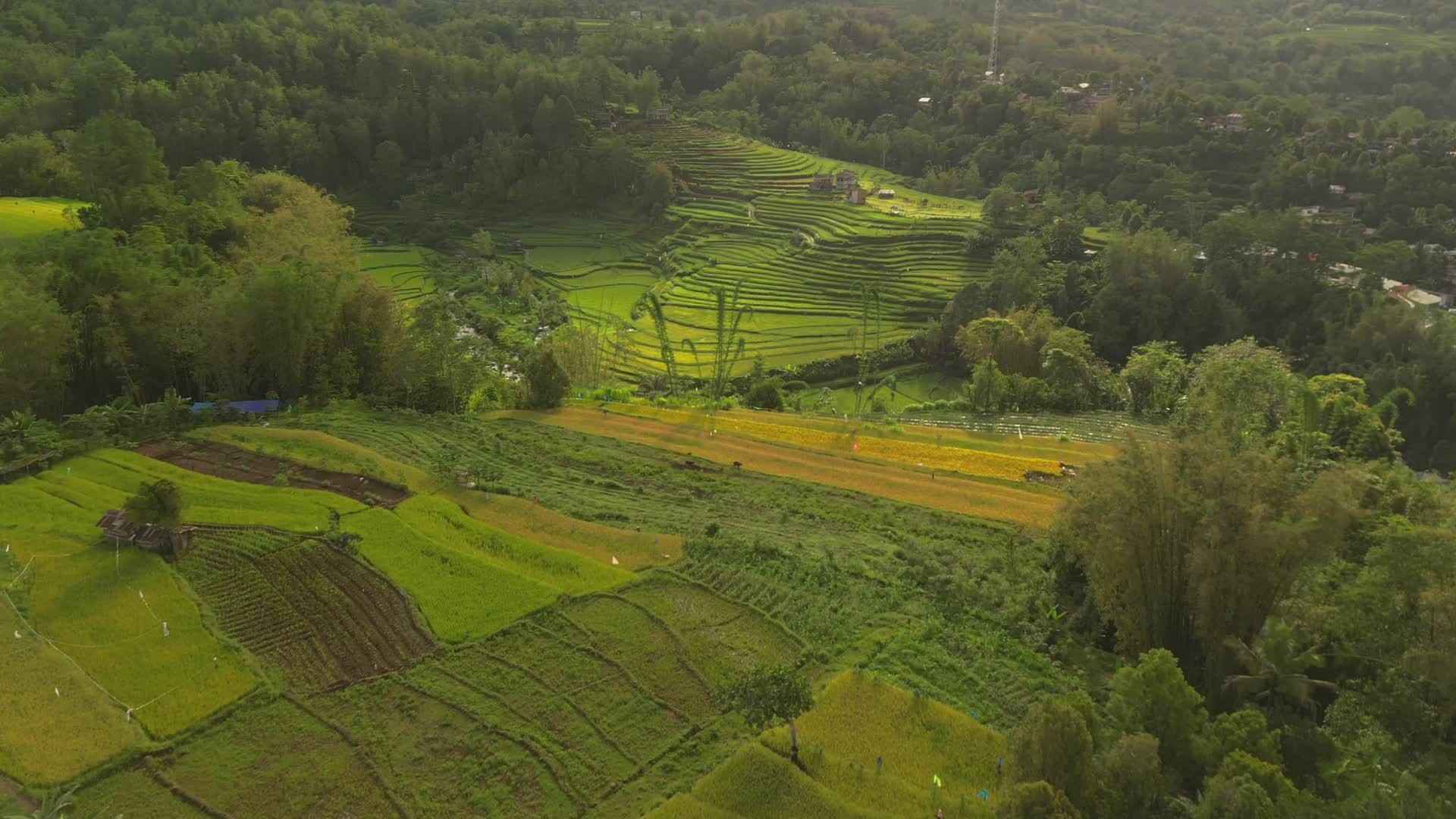 Stunning Aerial View of Malino Rice Terraces Free Stock Video Footage ...
