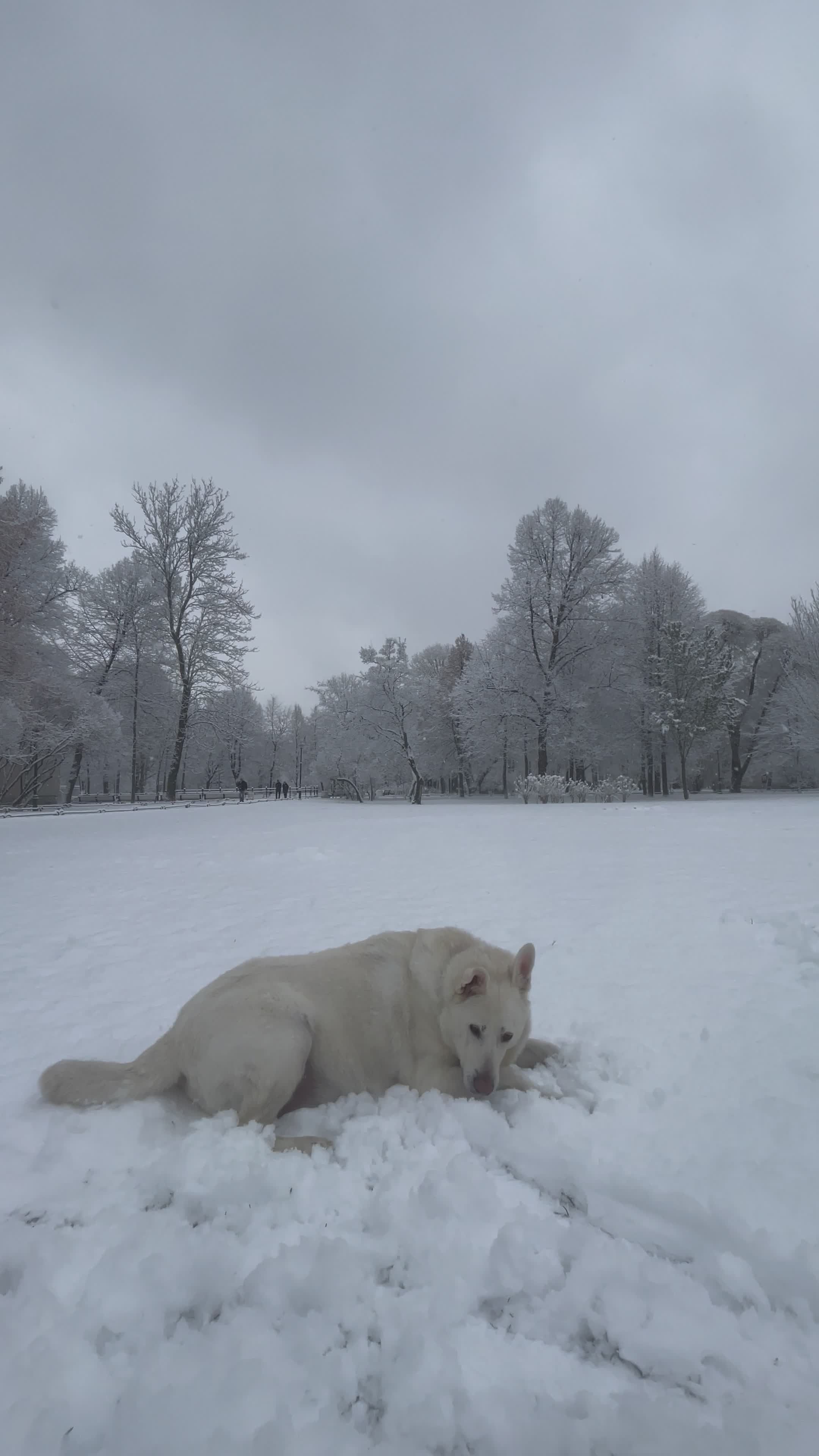 Snow Wolf Videos, Download The BEST Free 4k Stock Video Footage & Snow ...