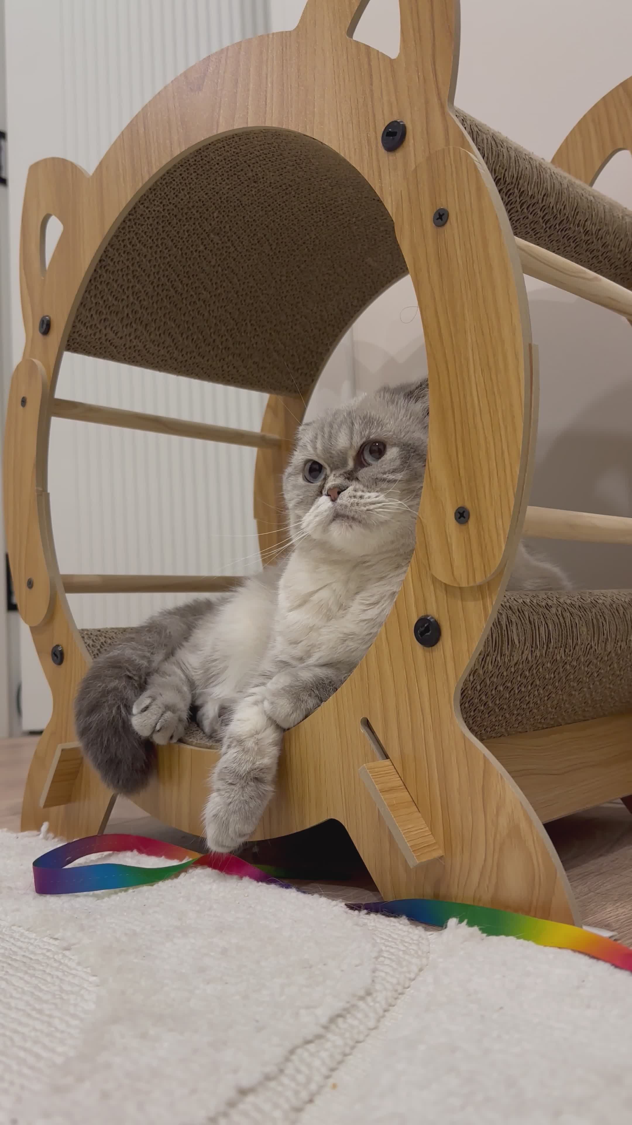 Scottish Fold Cat Relaxing in Cozy Nook Free Stock Video Footage ...