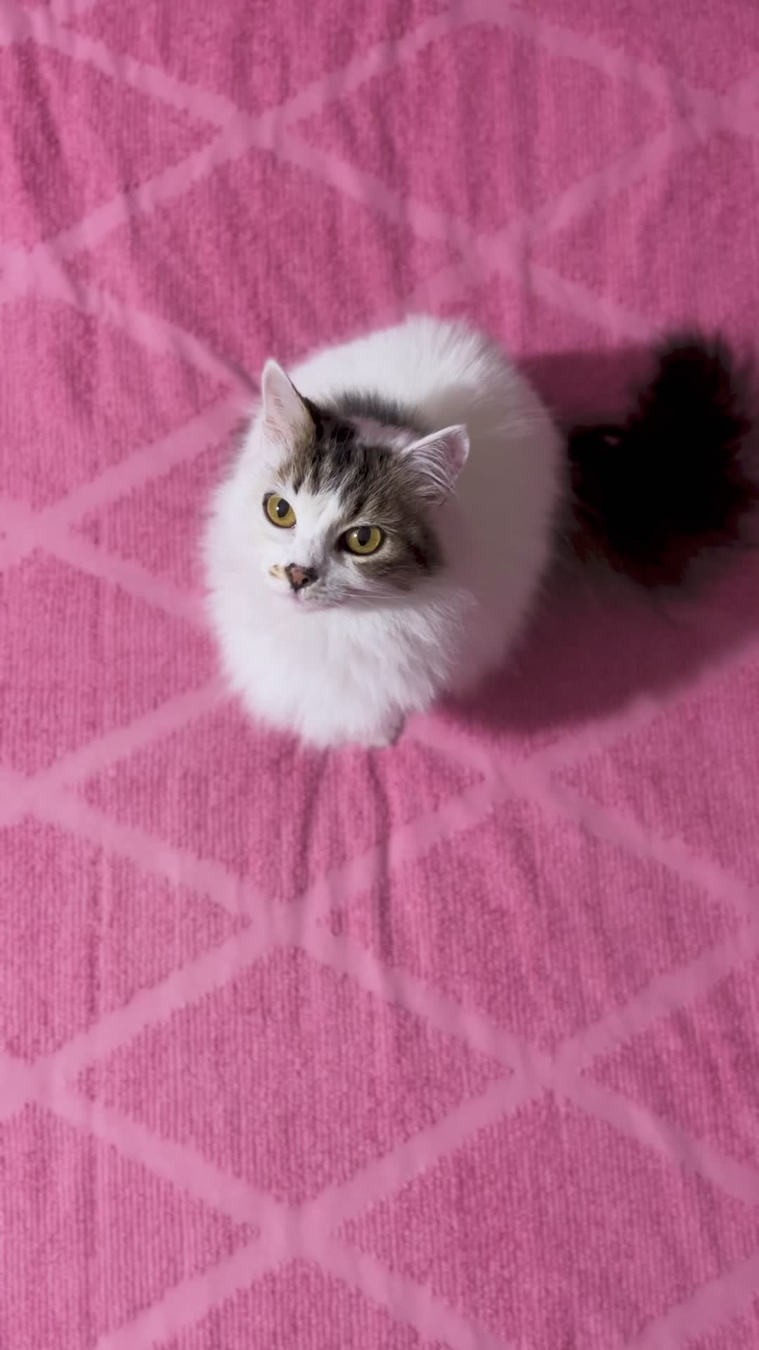 Cute Scene Videos, Download The BEST Free 4k Stock Video Footage & Cute ...