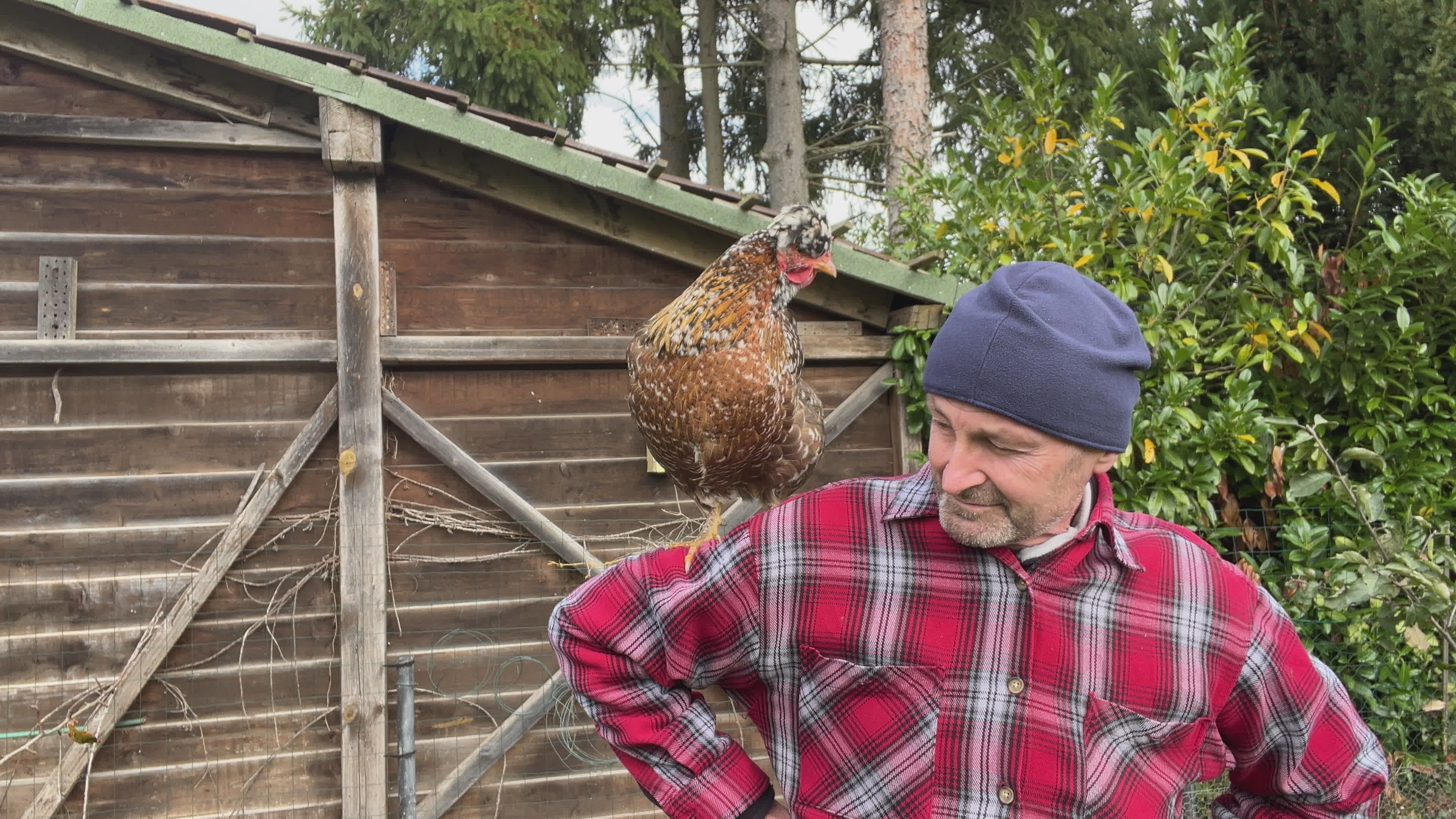 Man with Chicken at Countryside Farm Free Stock Video Footage, Royalty ...