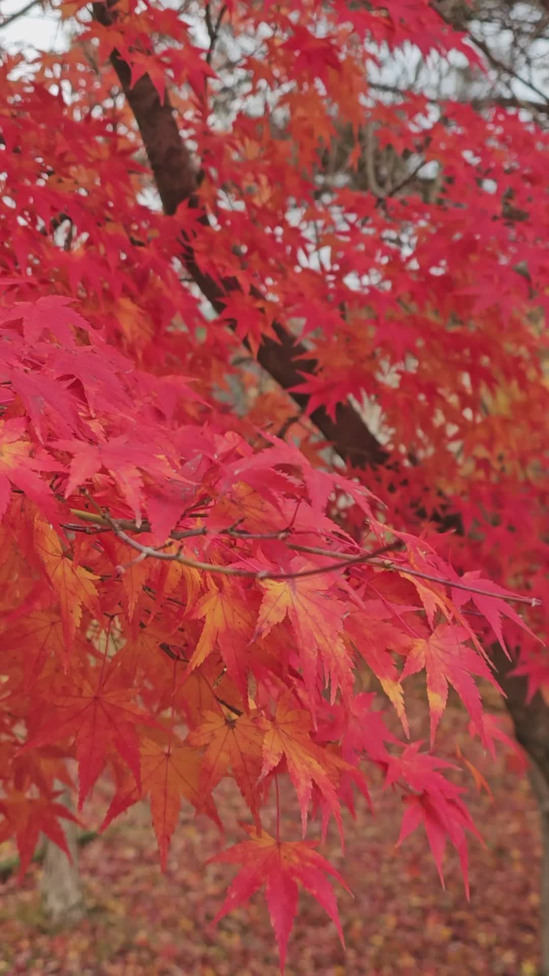 Arbusto De Maple Videos, Download The BEST Free 4k Stock Video Footage ...