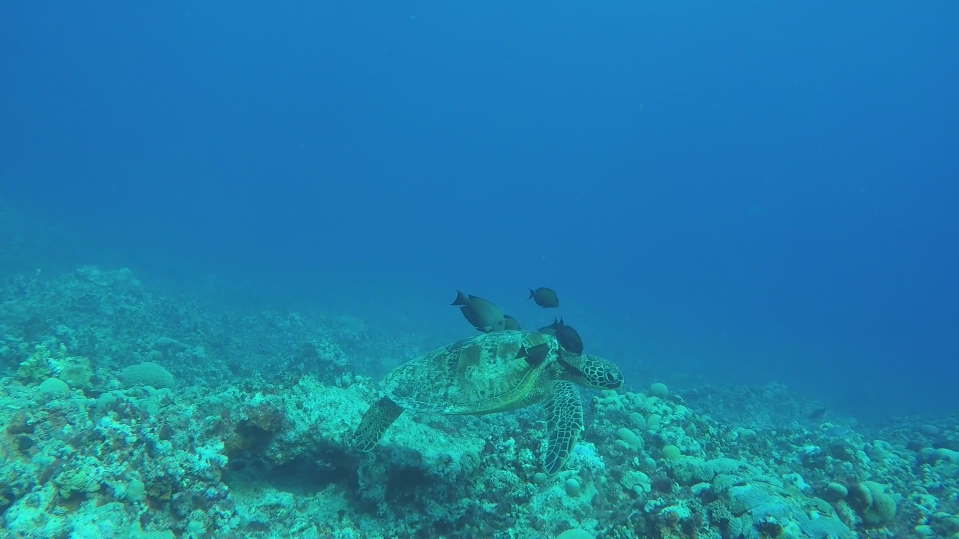 Underwater Sea Turtle in Vibrant Coral Reef Free Stock Video Footage ...