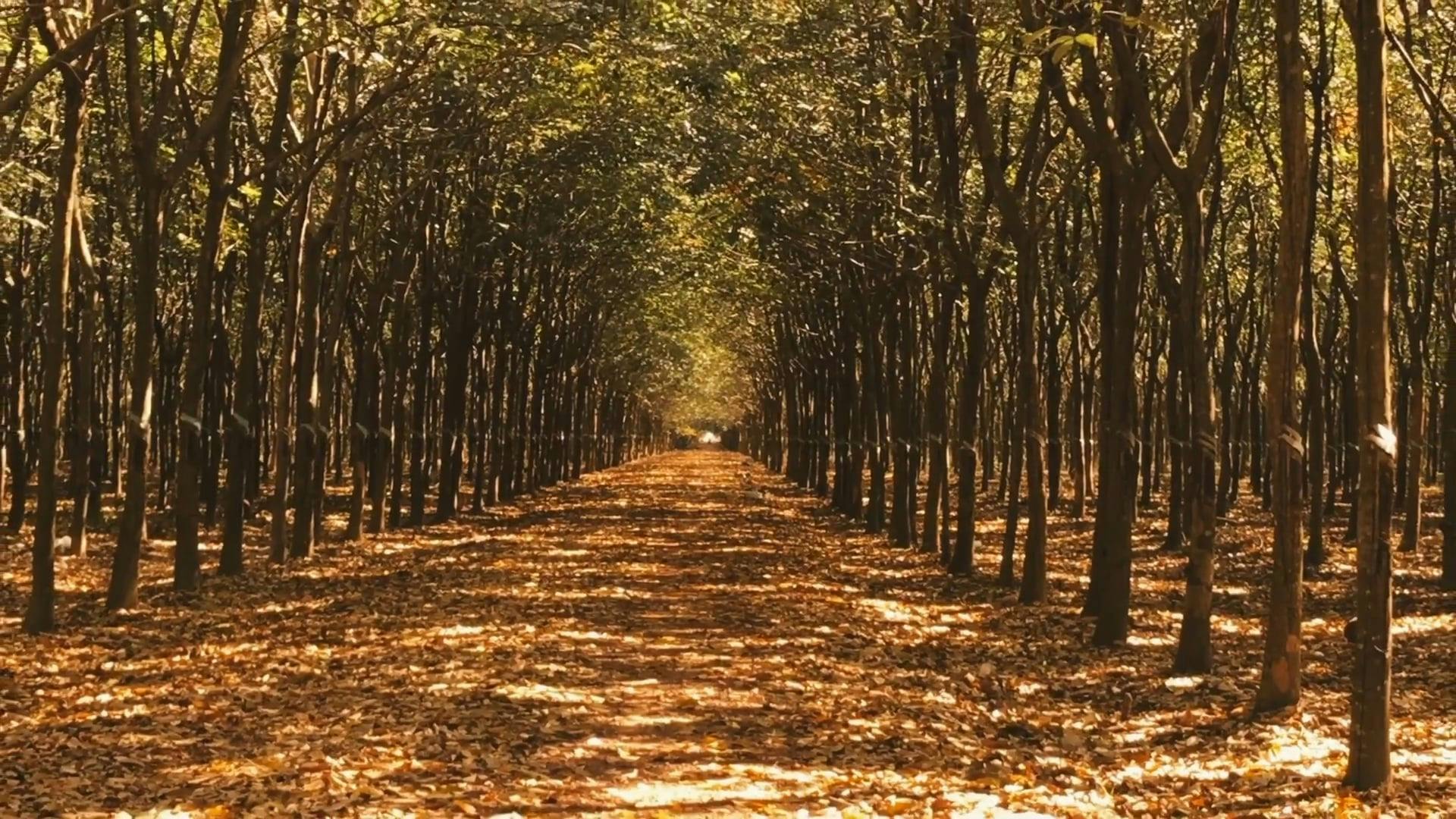 Tree Planting Videos, Download The BEST Free 4k Stock Video Footage ...