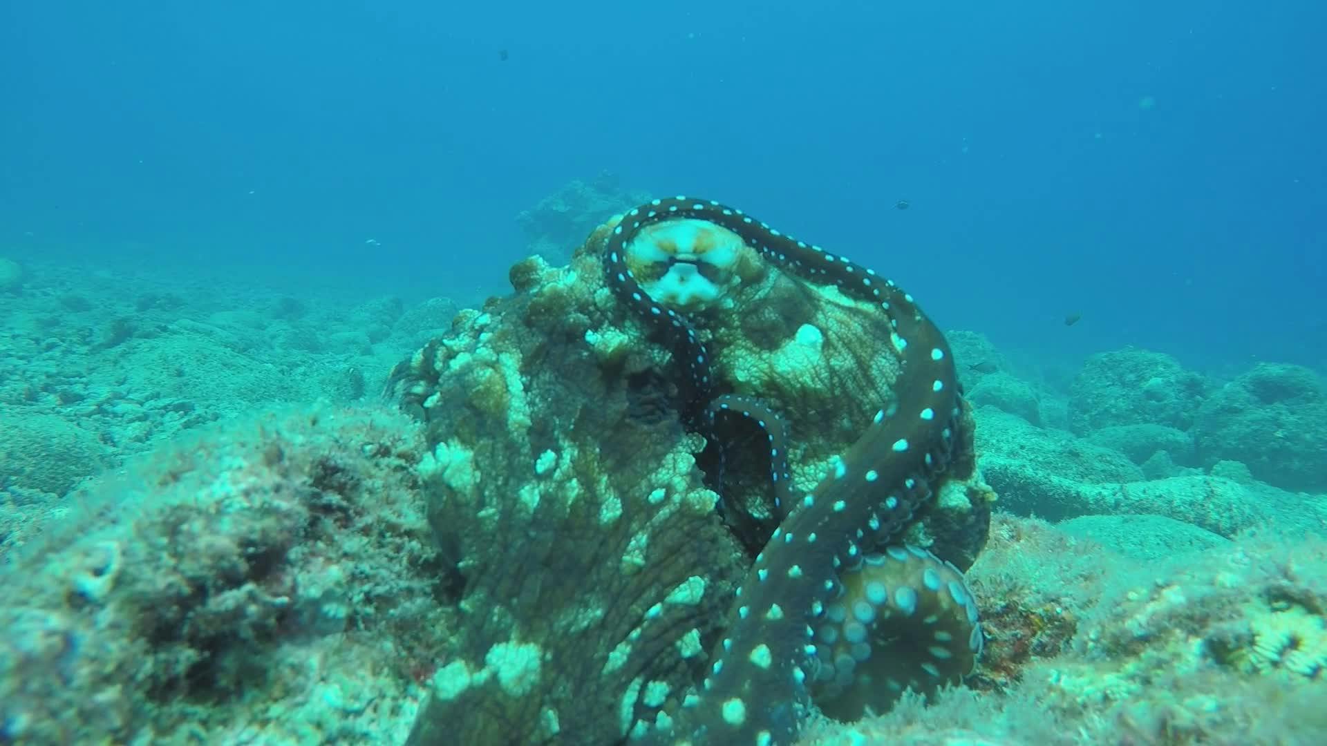 Intriguing Underwater Dance of the Octopus Free Stock Video Footage ...