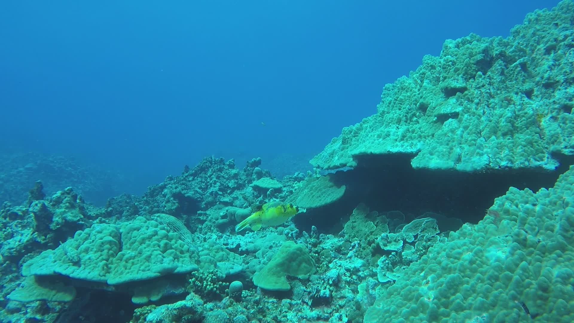Underwater Coral Reef Exploration with Tropical Fish Free Stock Video ...