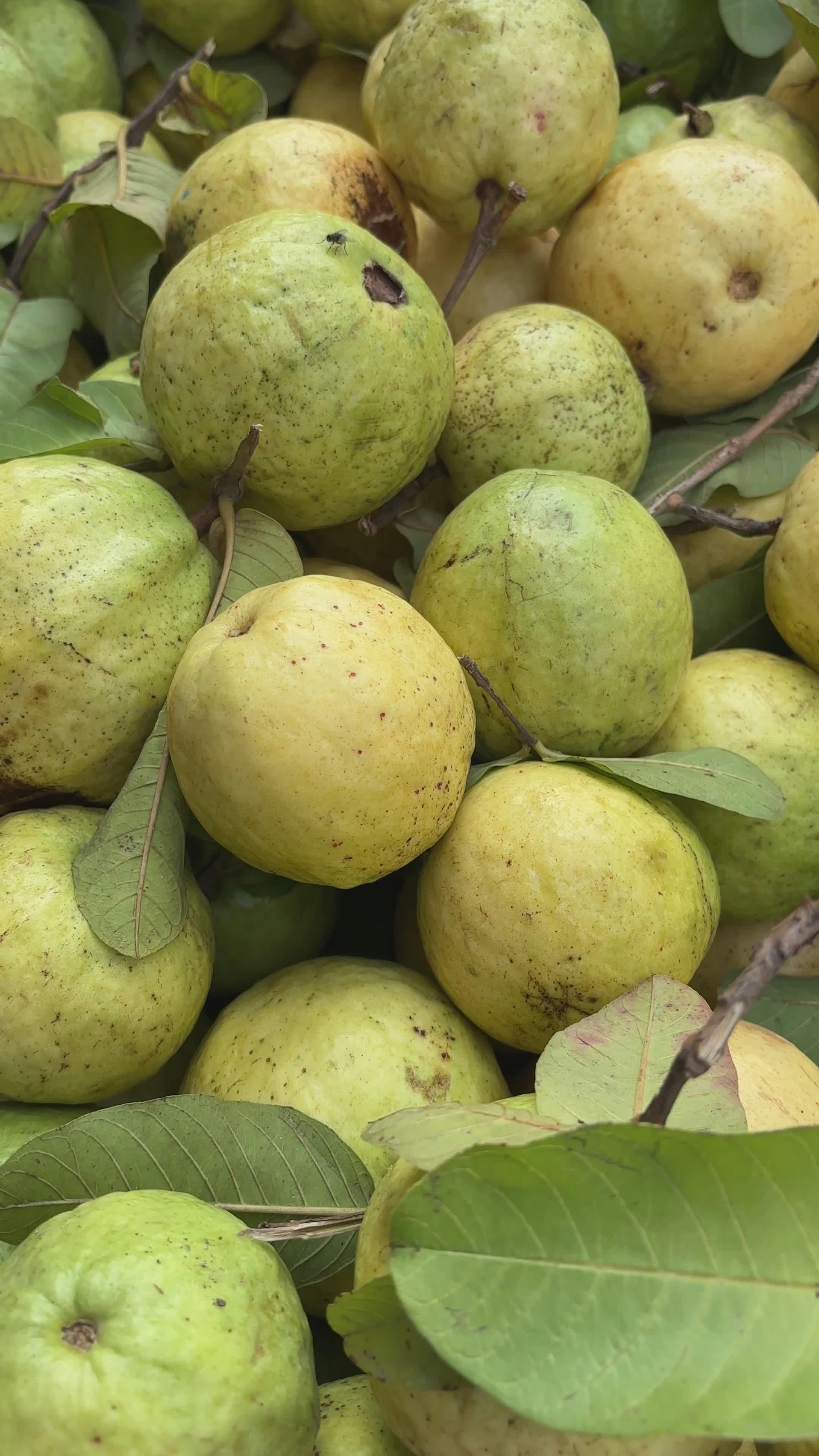 Fresh Guavas in Market Display Free Stock Video Footage, Royalty-Free ...