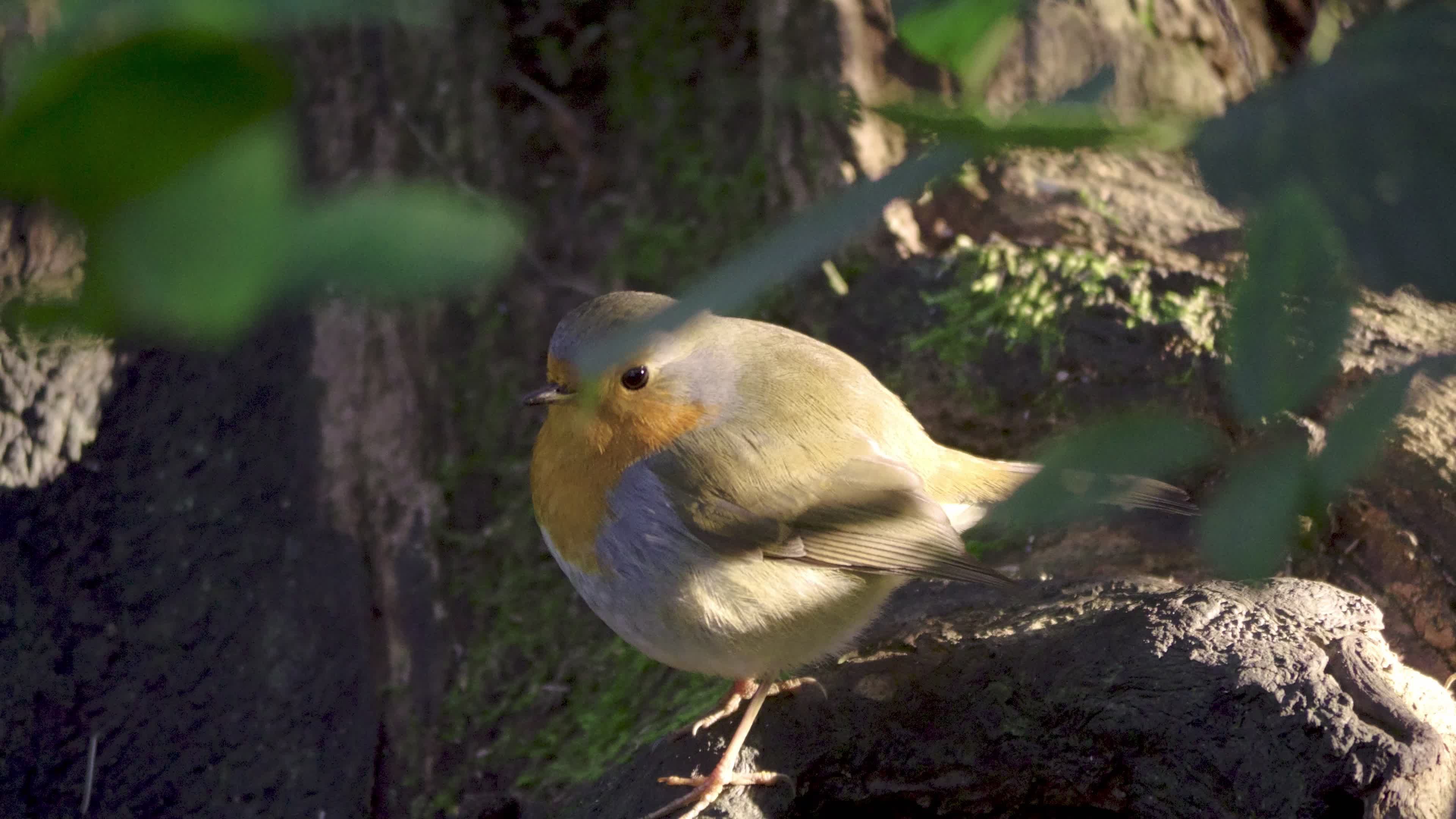 Close-Up of European Robin in Natural Habitat Free Stock Video Footage ...