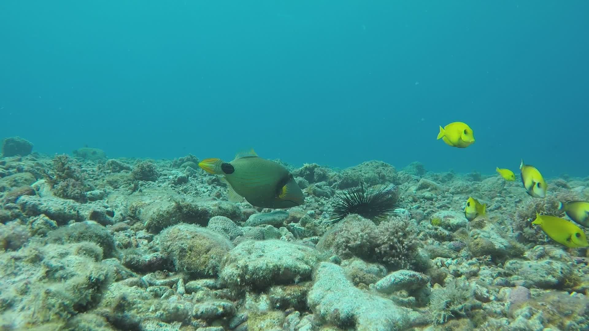 Vibrant Underwater Coral Reef Exploration Free Stock Video Footage ...