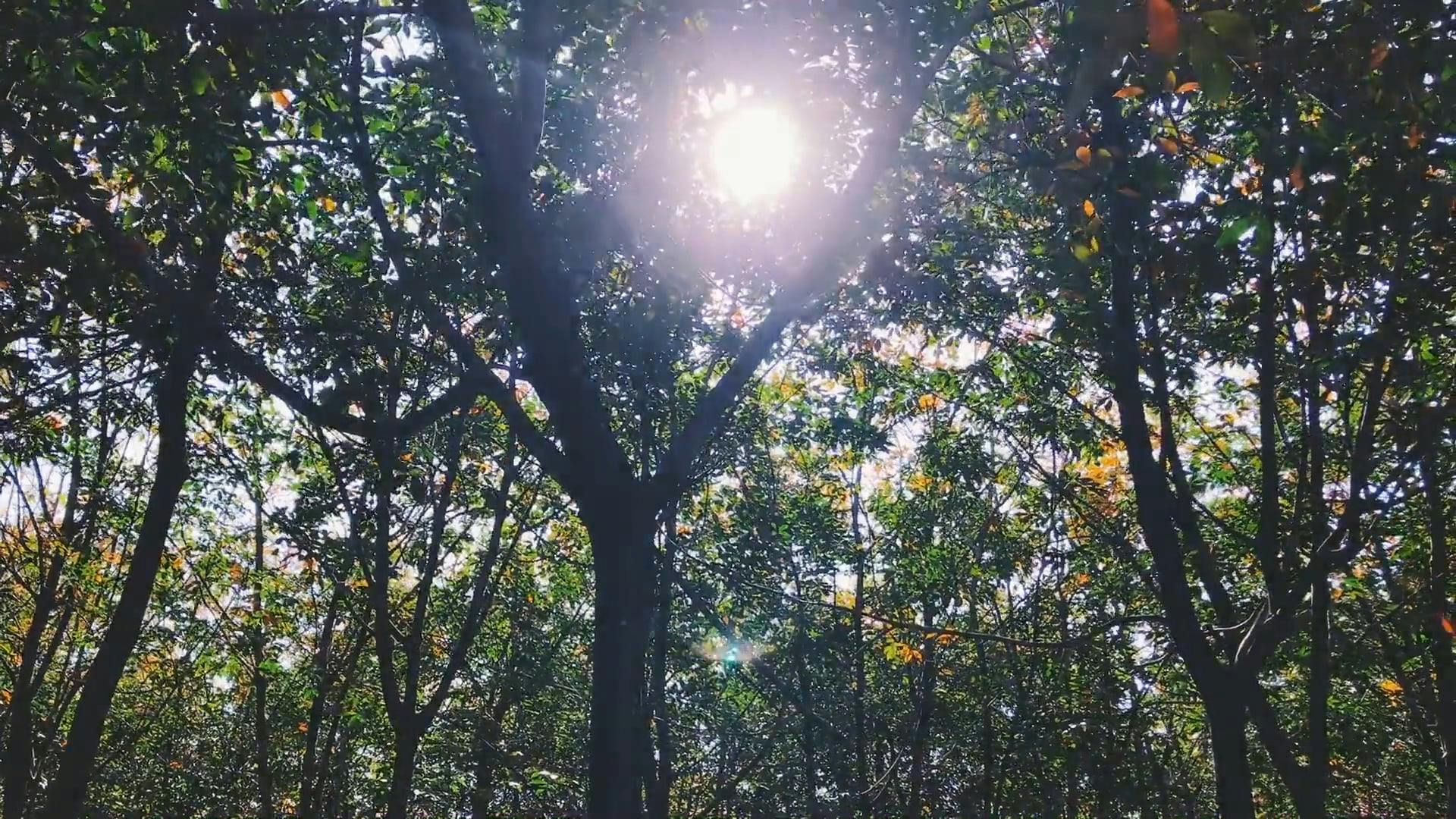 Sunlight Peeking Through The Leaves Of Trees In A Forest · Free Stock Video