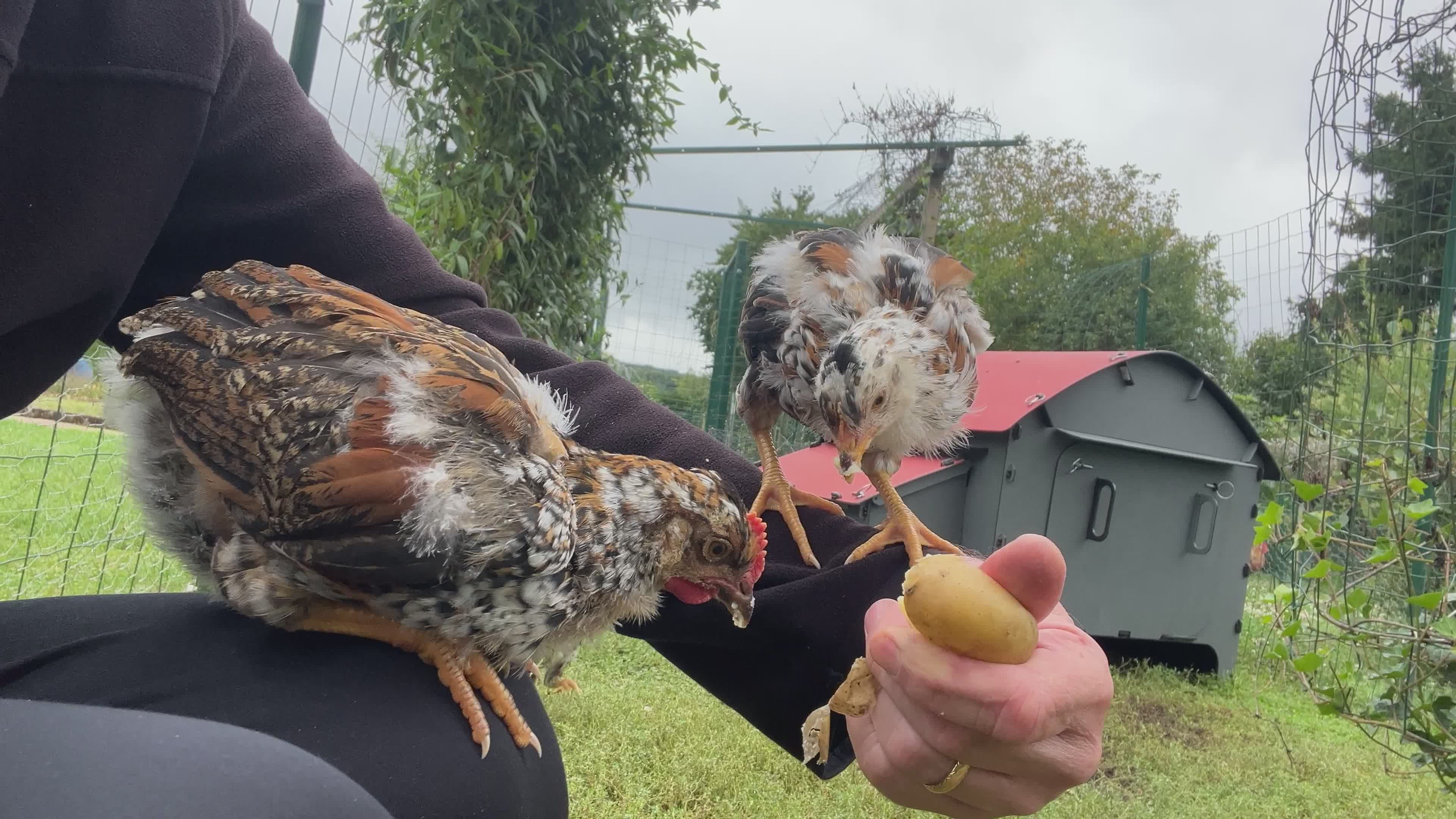 Chickens Feeding in a Countryside Setting Free Stock Video Footage ...