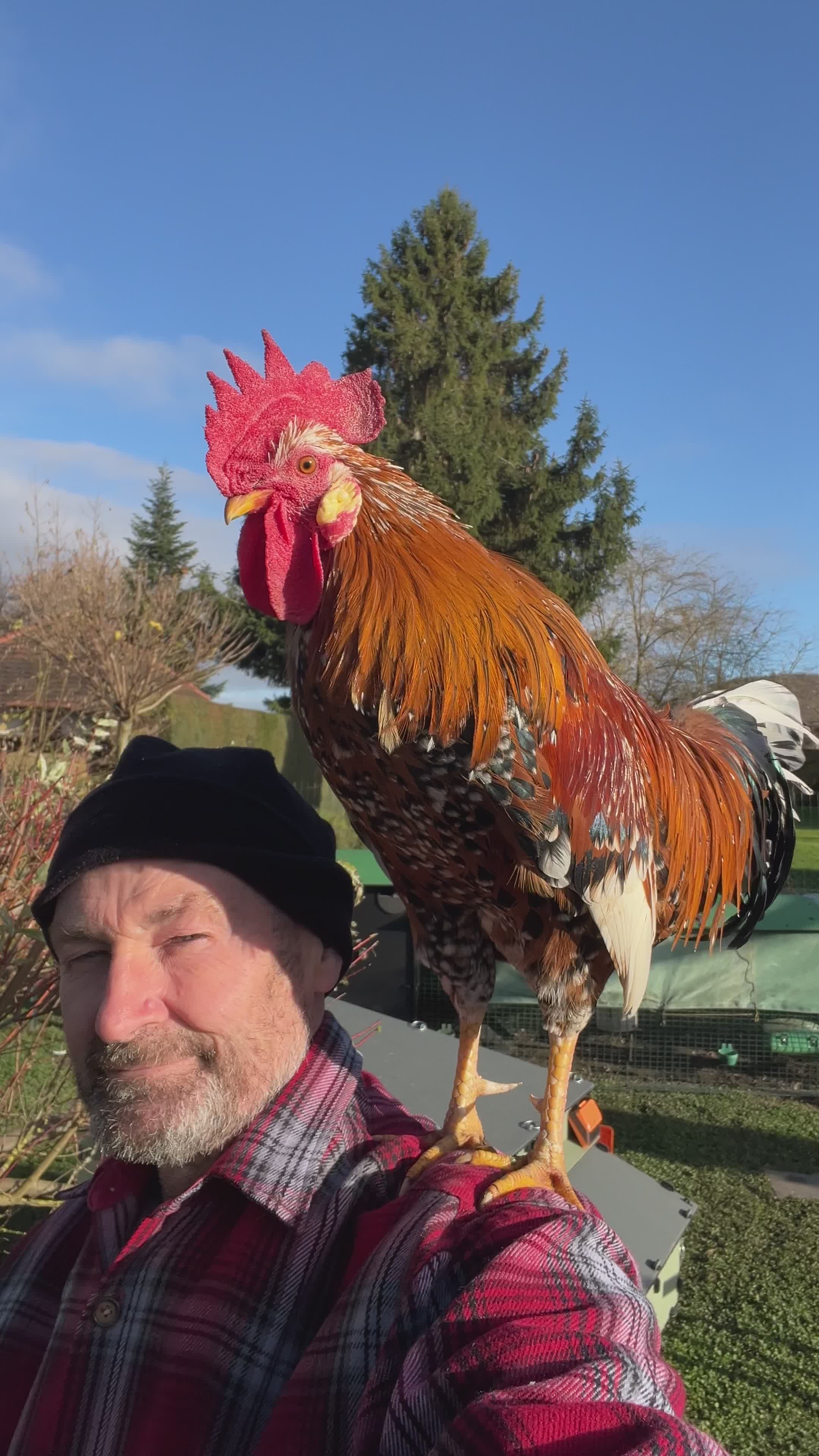 Elderly Man with Rooster on Shoulder Outdoors Free Stock Video Footage ...