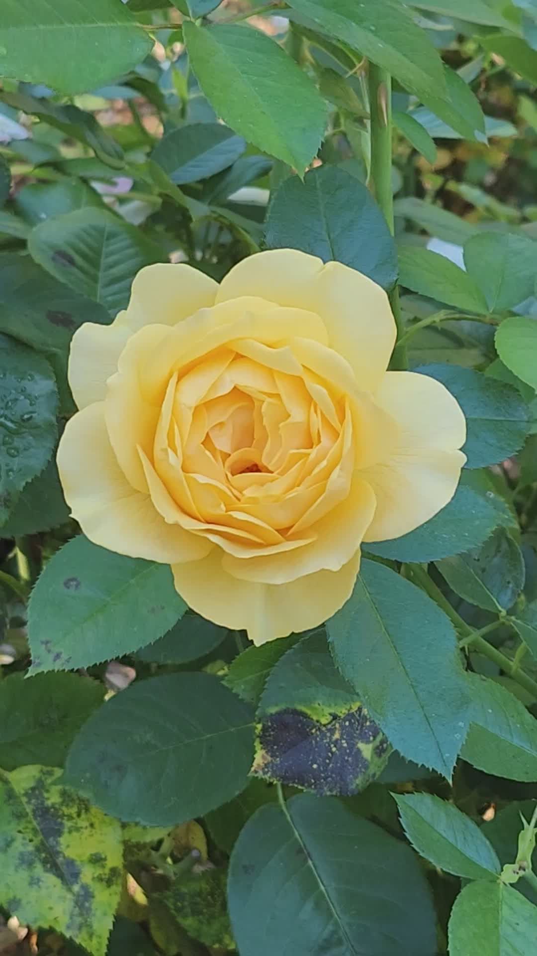 Yellow Rose Close-Up in Lush Garden Free Stock Video Footage, Royalty ...