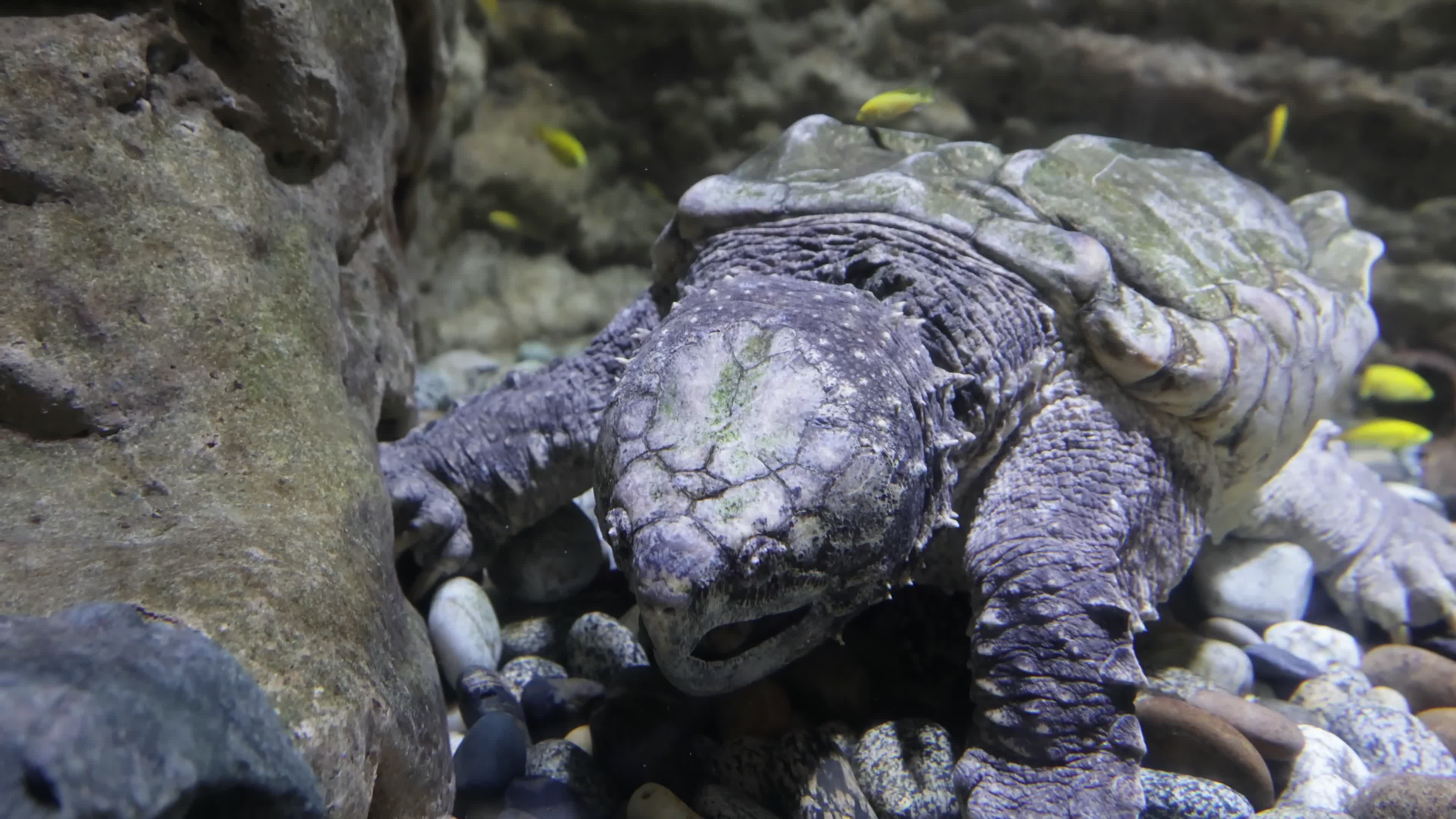 Close-Up of Snapping Turtle in Aquarium Free Stock Video Footage ...