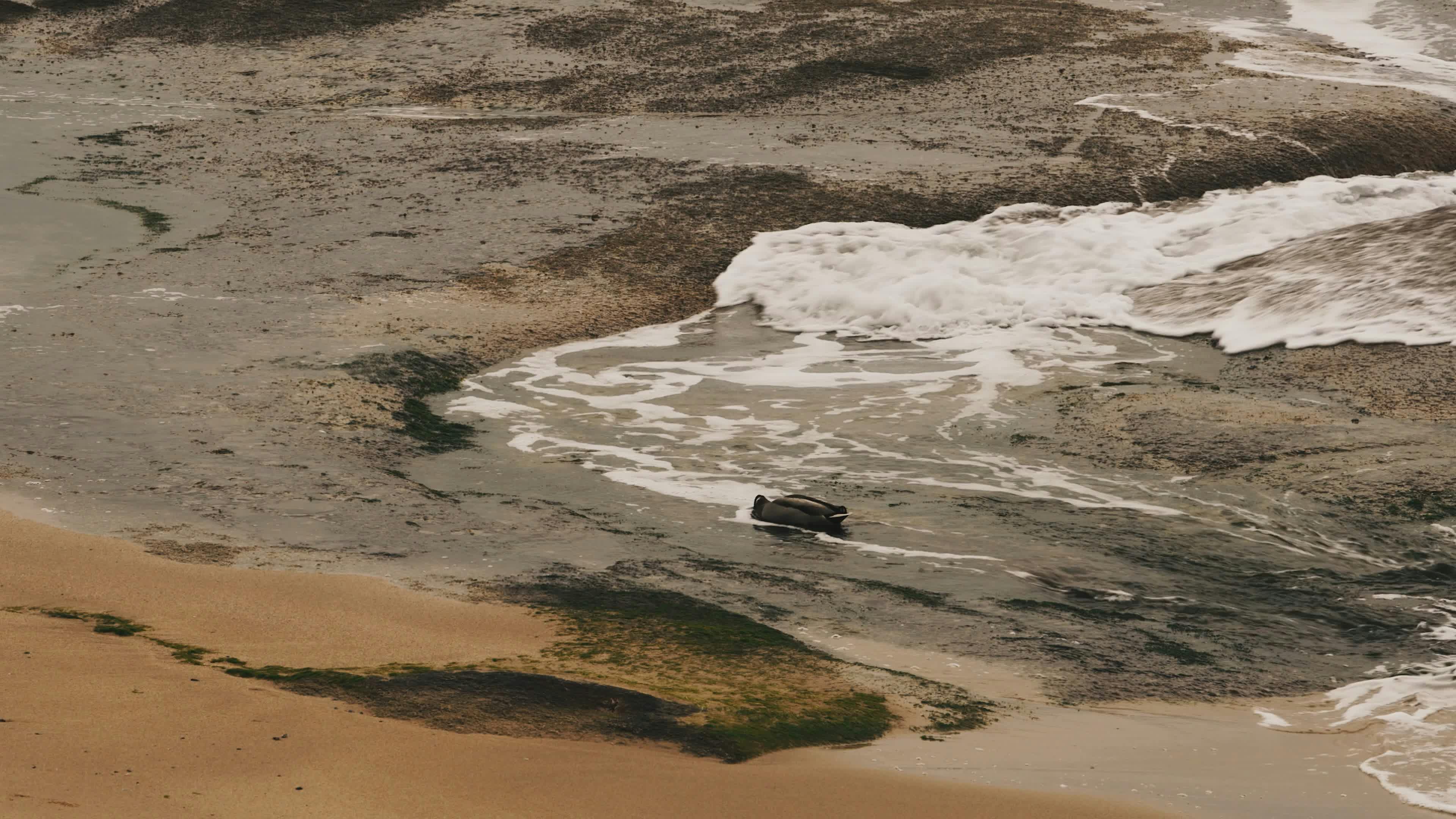 Surfer on Wild Beach with Roaring Waves Free Stock Video Footage ...
