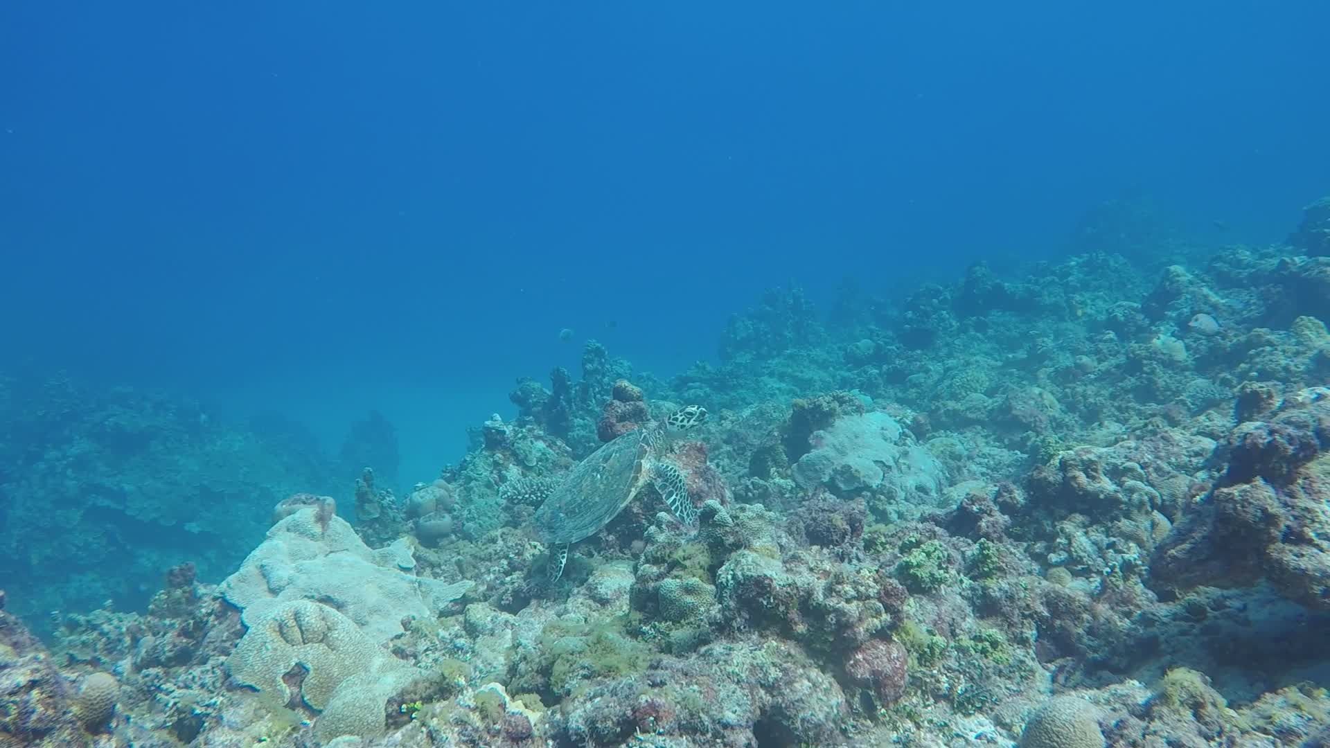 Reef Habitat Videos, Download The BEST Free 4k Stock Video Footage ...