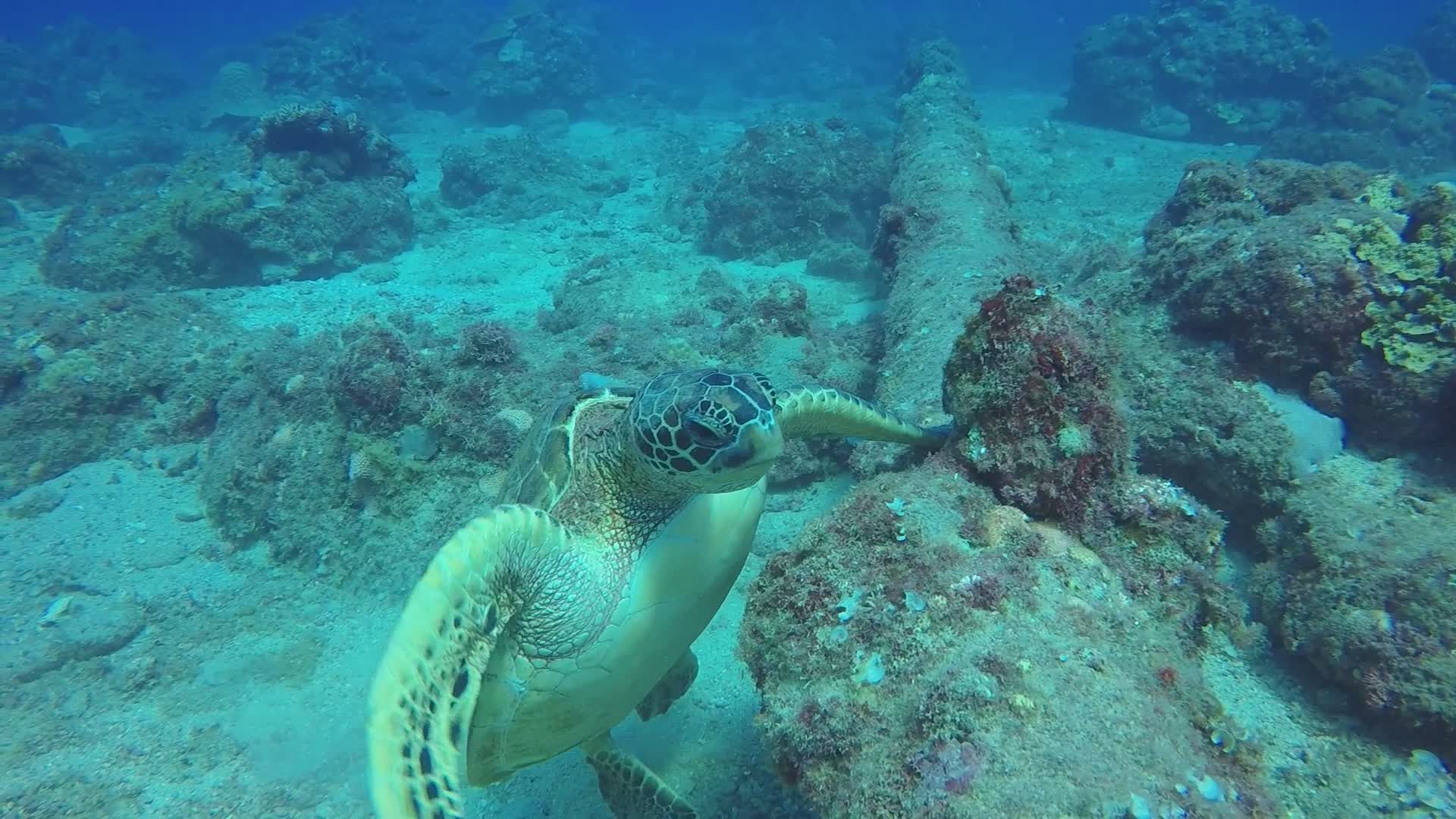 Honu Khih Videos, Download The BEST Free 4k Stock Video Footage & Honu ...