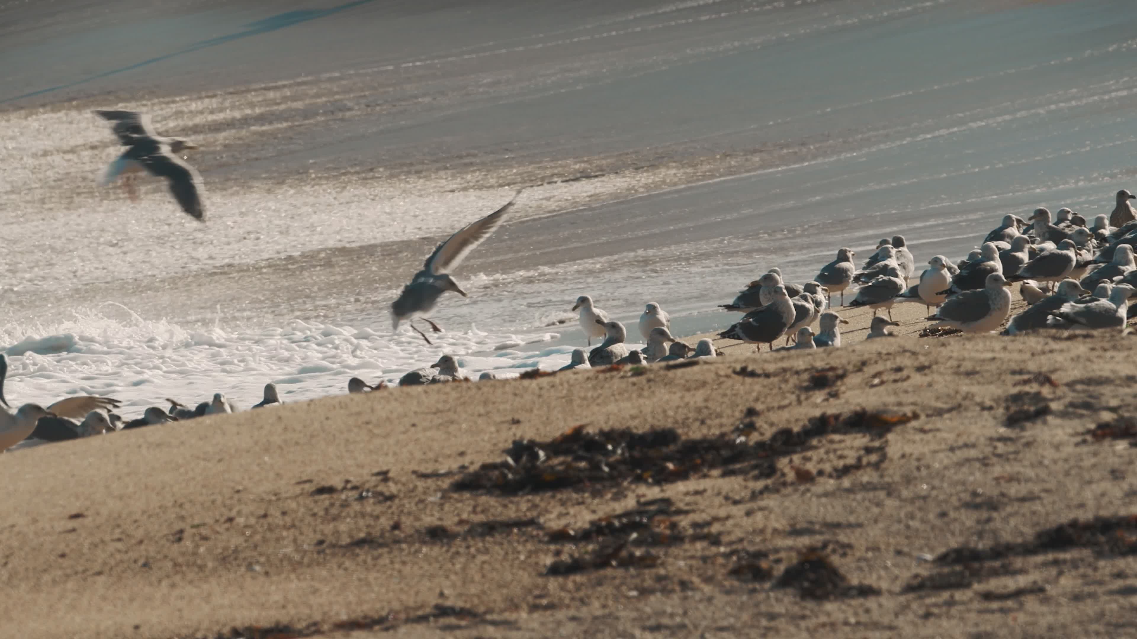 Seagulls Flocking on a Sandy Beach Shoreline Free Stock Video Footage ...