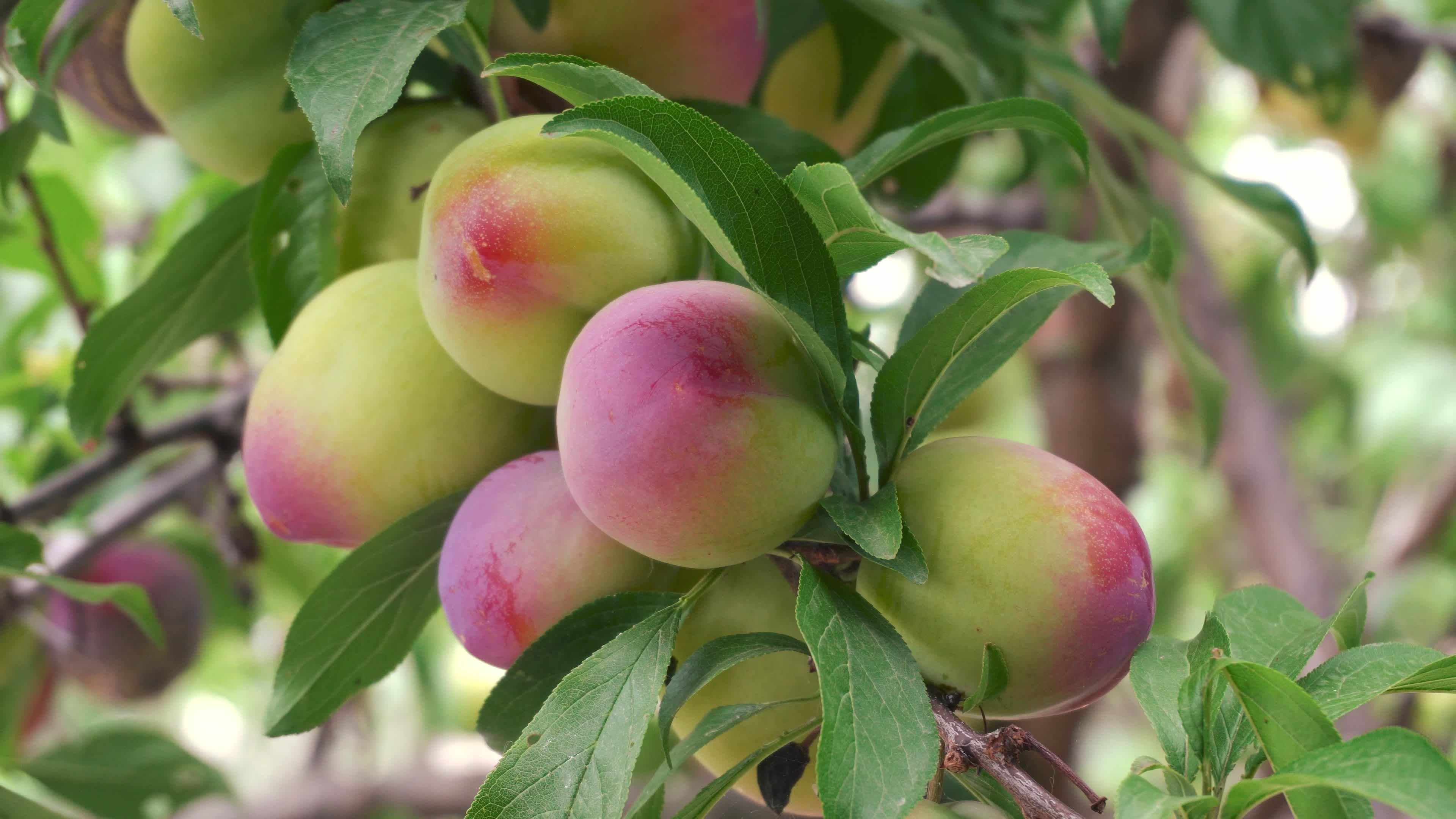 Fruits With Pits Videos, Download The BEST Free 4k Stock Video Footage ...