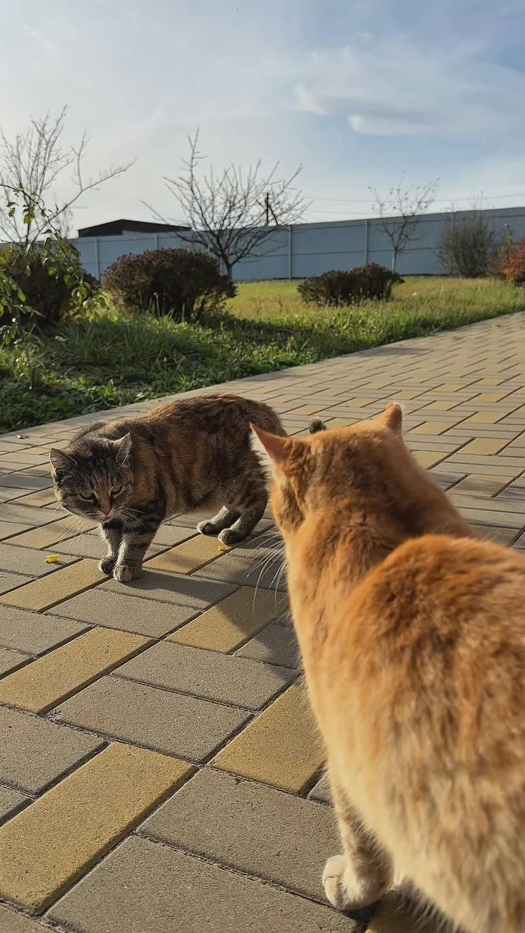 Playful Interaction Between Two Cats Outdoors Free Stock Video Footage ...