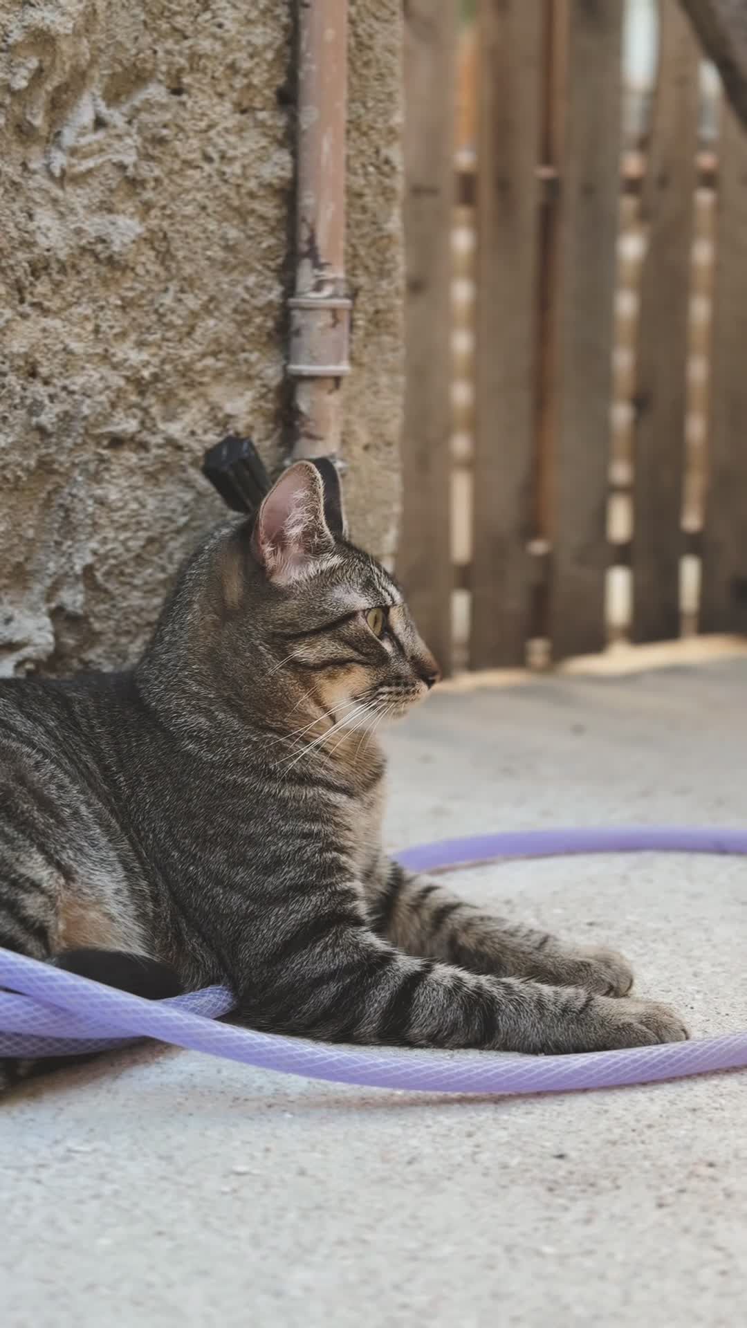 Lux Cat Videos, Download The BEST Free 4k Stock Video Footage & Lux Cat ...