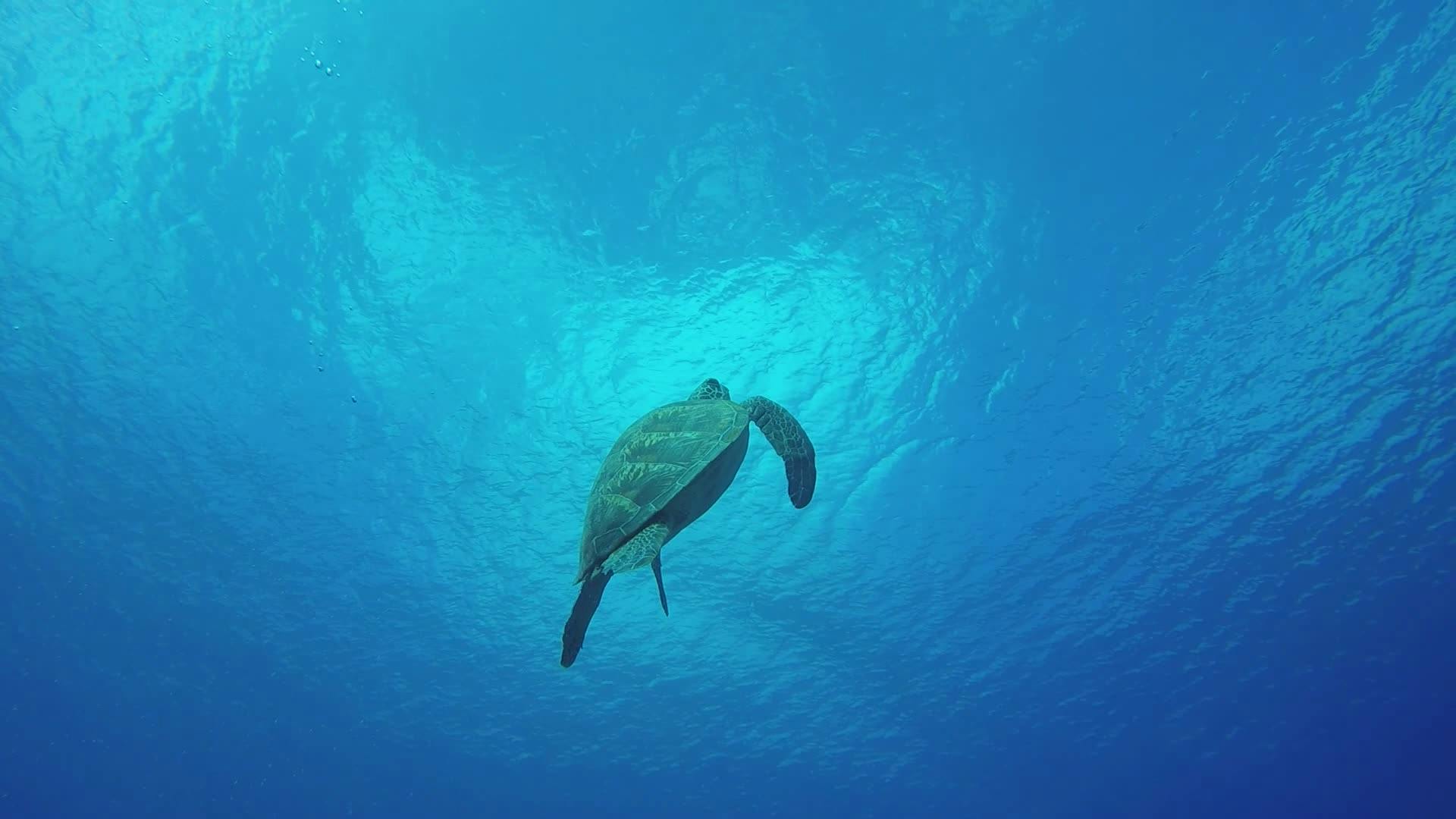 4k 자연 비디오, chelonia mydas, 거북이, 거북이 보호, 거북이의 천국, 고요한, 깊은 바다, 녹색 바다 거북 ...