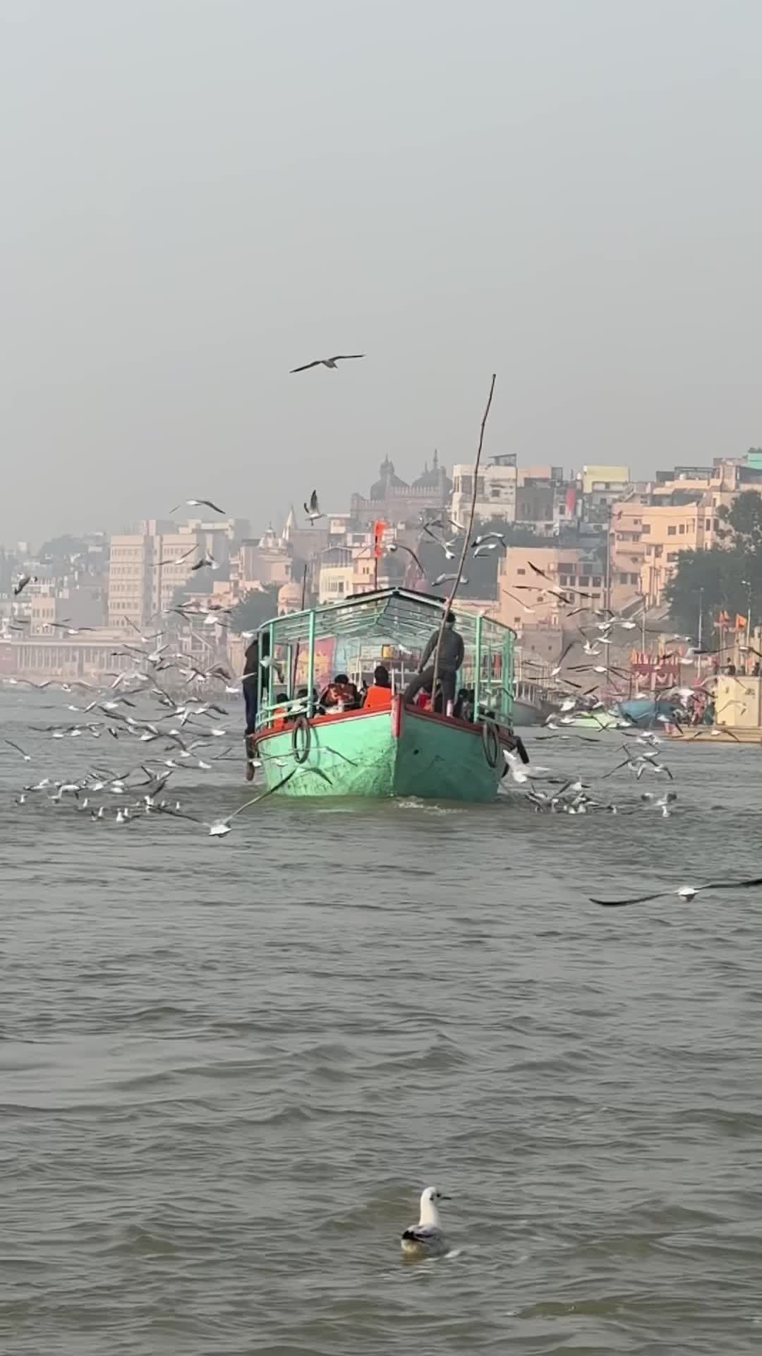 Barco Colorido Navegando Por El Río Entre Gaviotas · Vídeo de stock ...