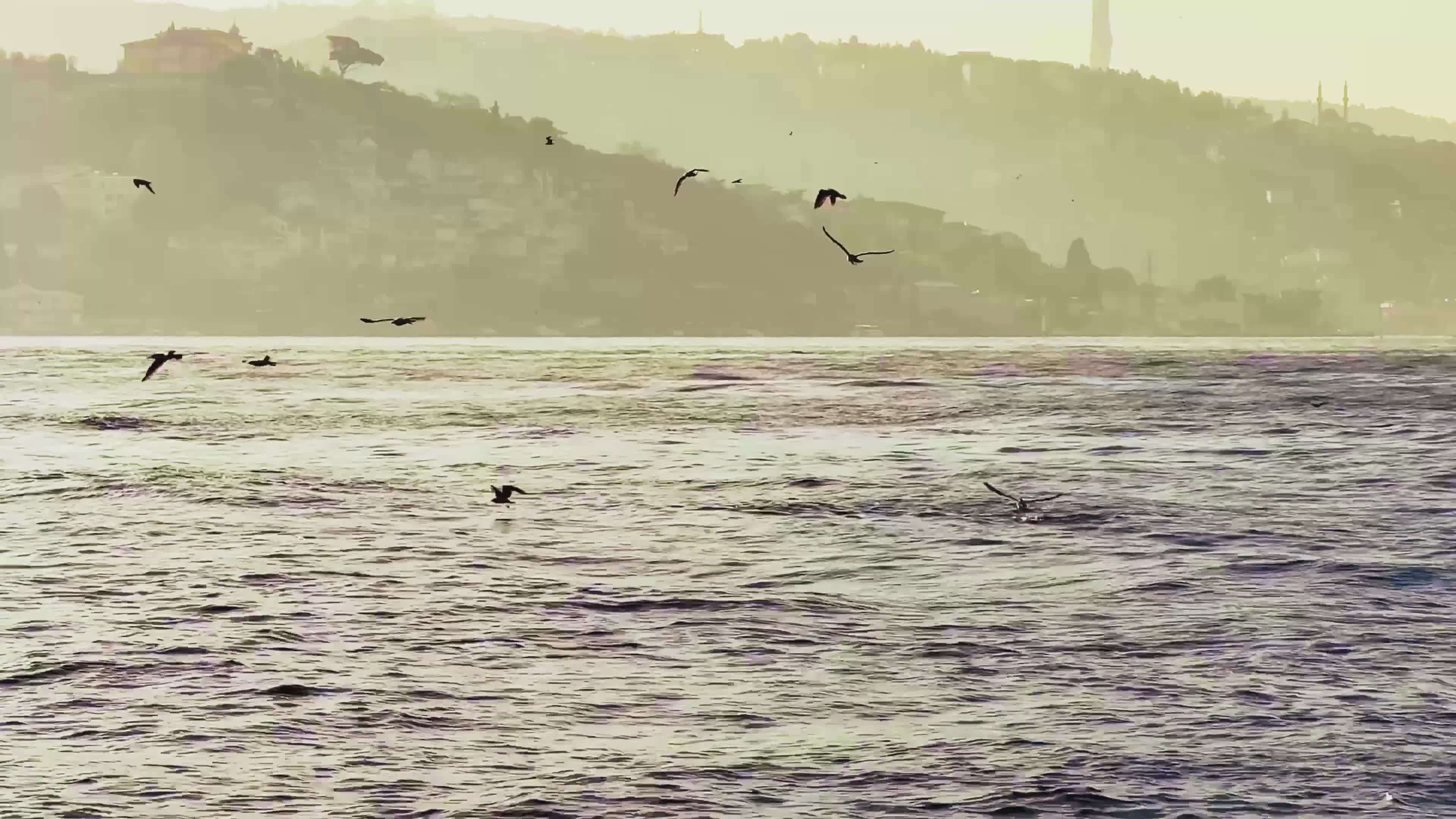 Seagulls Flying Over Coastal Waters at Sunrise Free Stock Video Footage ...