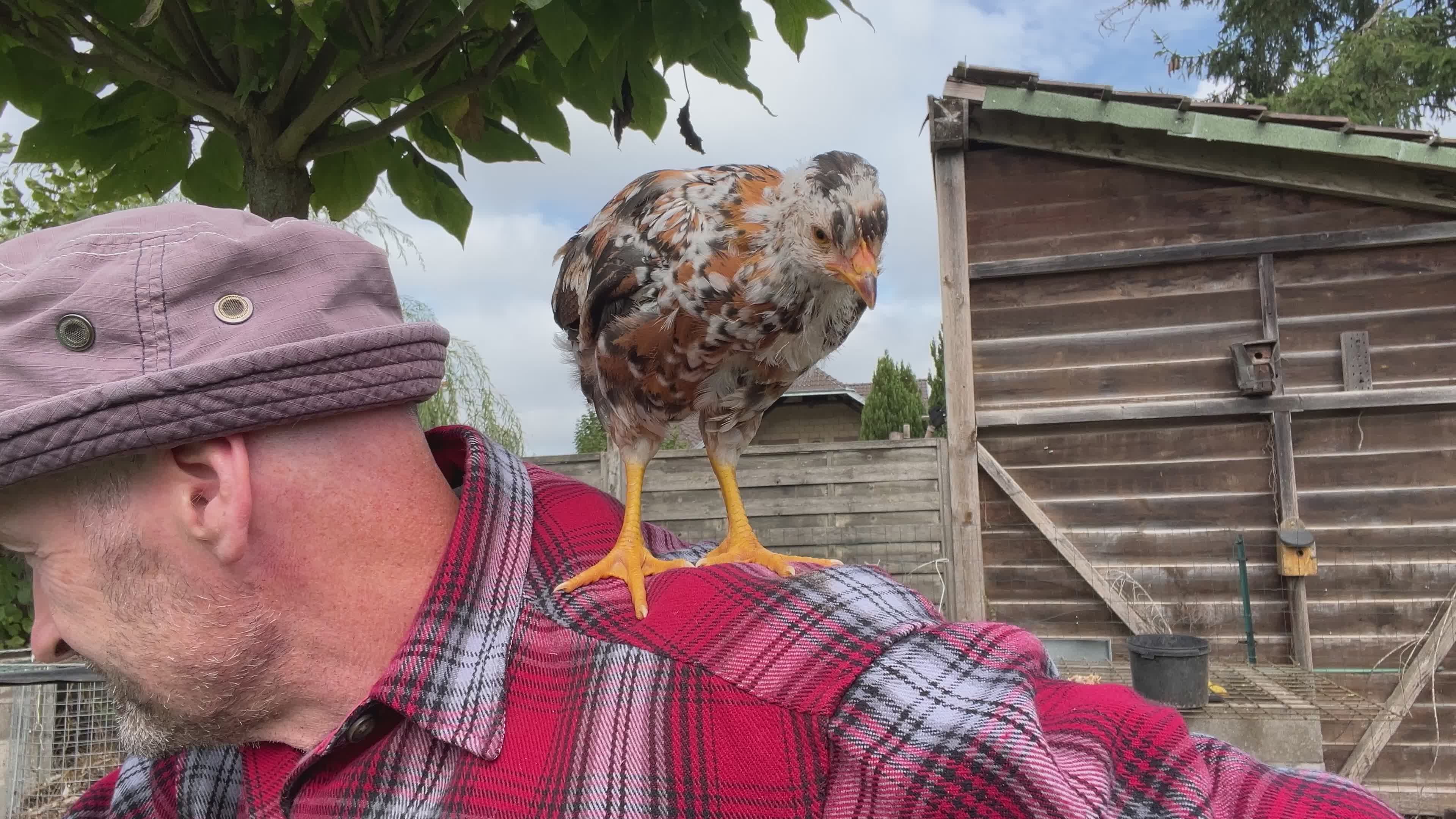 Charming Rural Moment with Hen on Shoulder Free Stock Video Footage ...