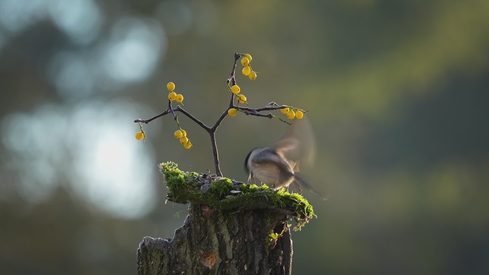 Bird and Miniature Tree in Serene Nature Scene Free Stock Video Footage ...