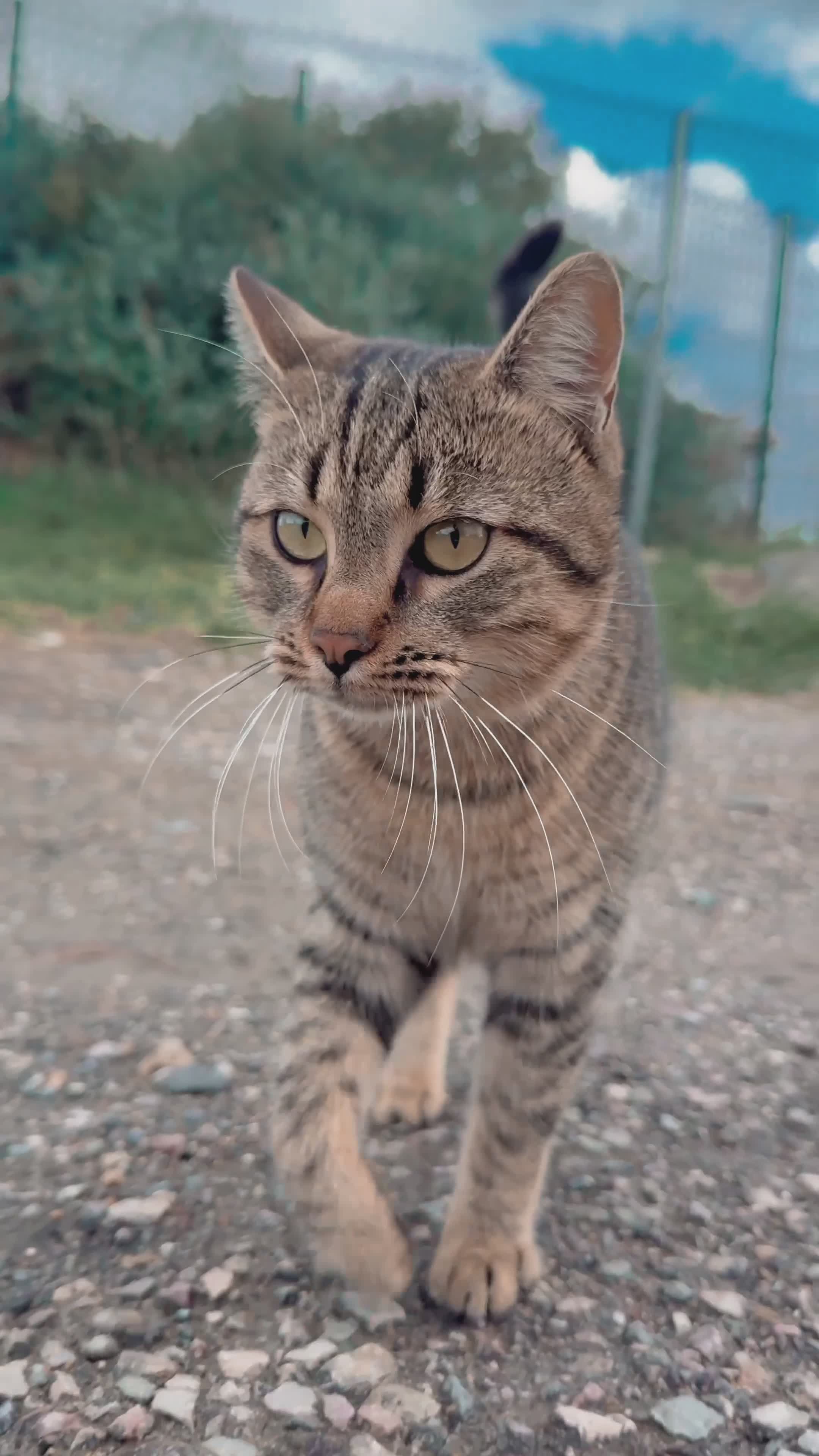 Curious Tabby Cat Walking Outdoors Free Stock Video Footage, Royalty ...
