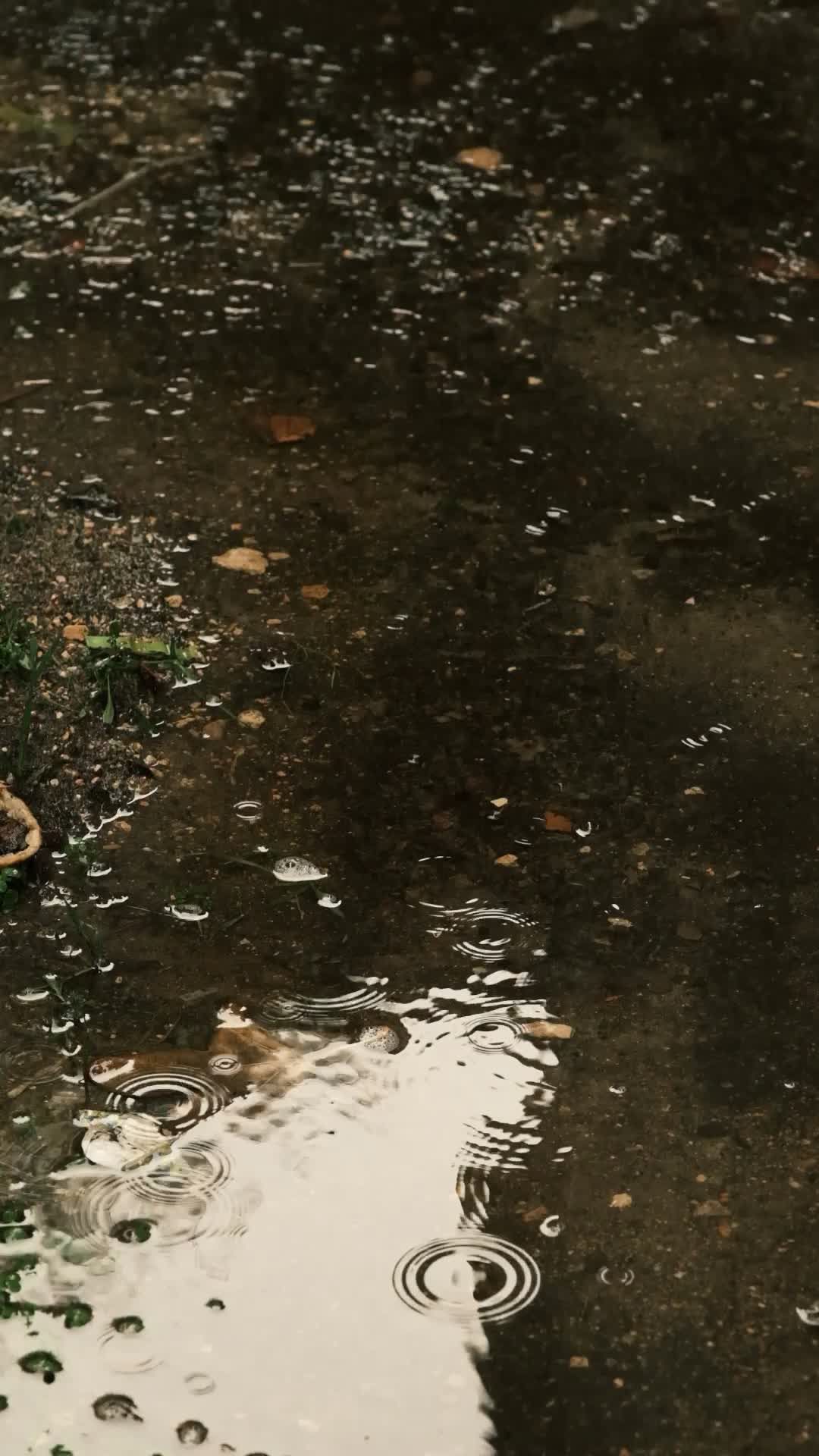 Raindrops Creating Ripples on a Puddle Surface Free Stock Video Footage ...