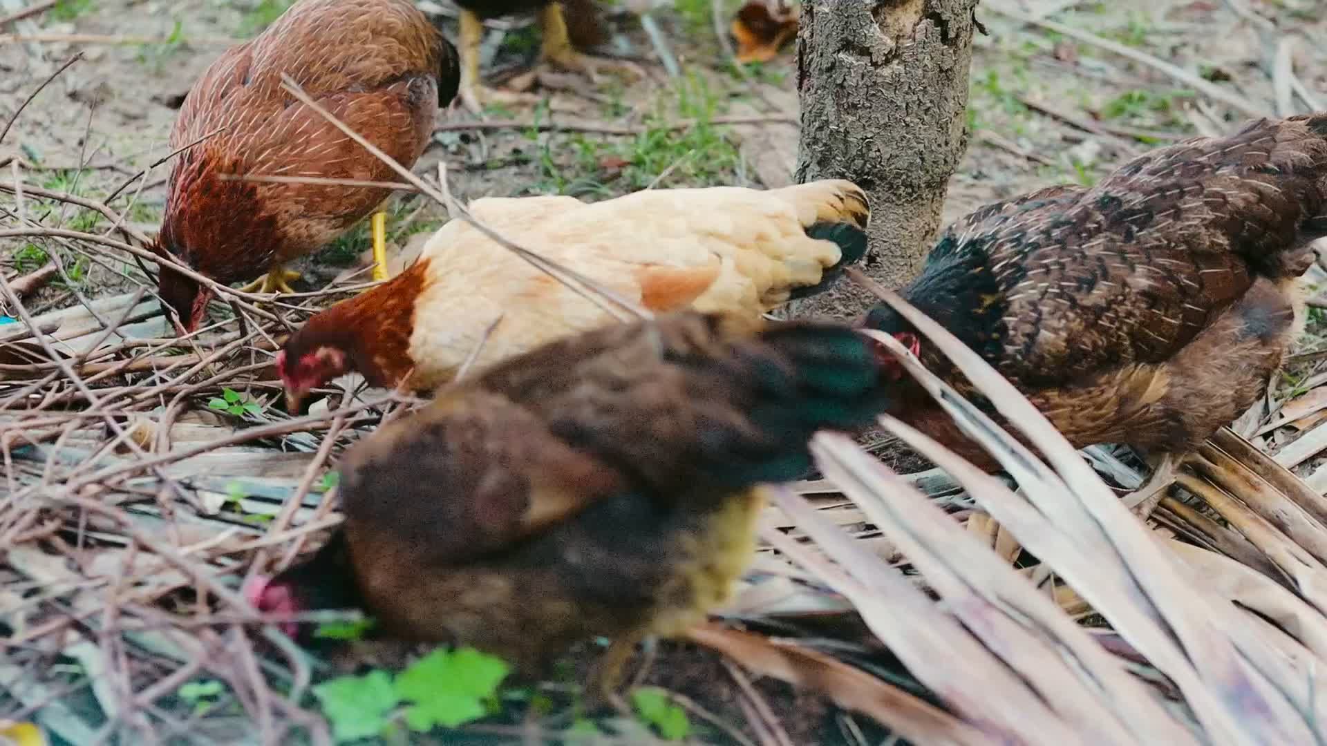 Chickens Foraging in Outdoor Environment Free Stock Video Footage ...