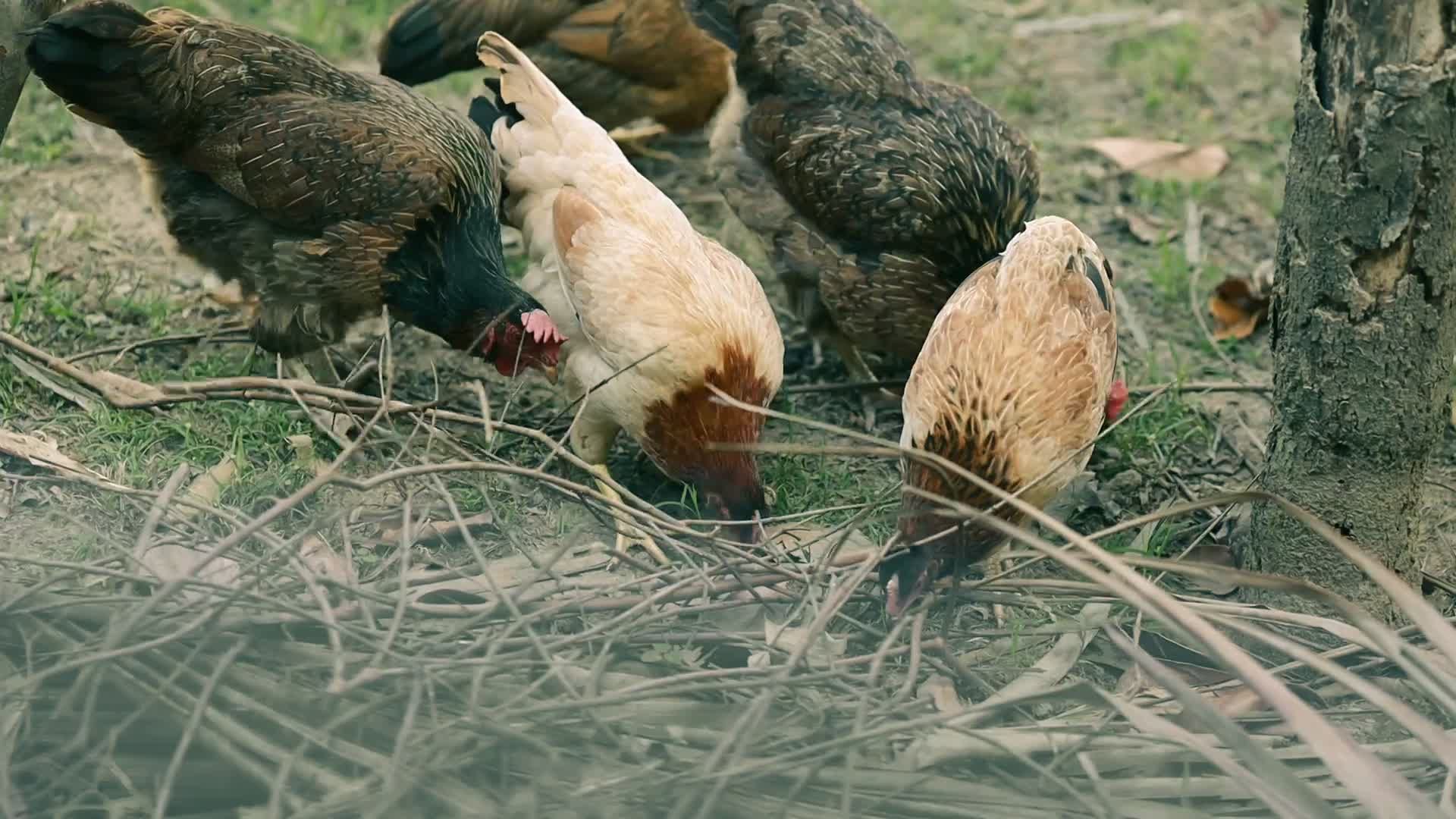 Chickens Foraging in Farmyard Setting Free Stock Video Footage, Royalty ...