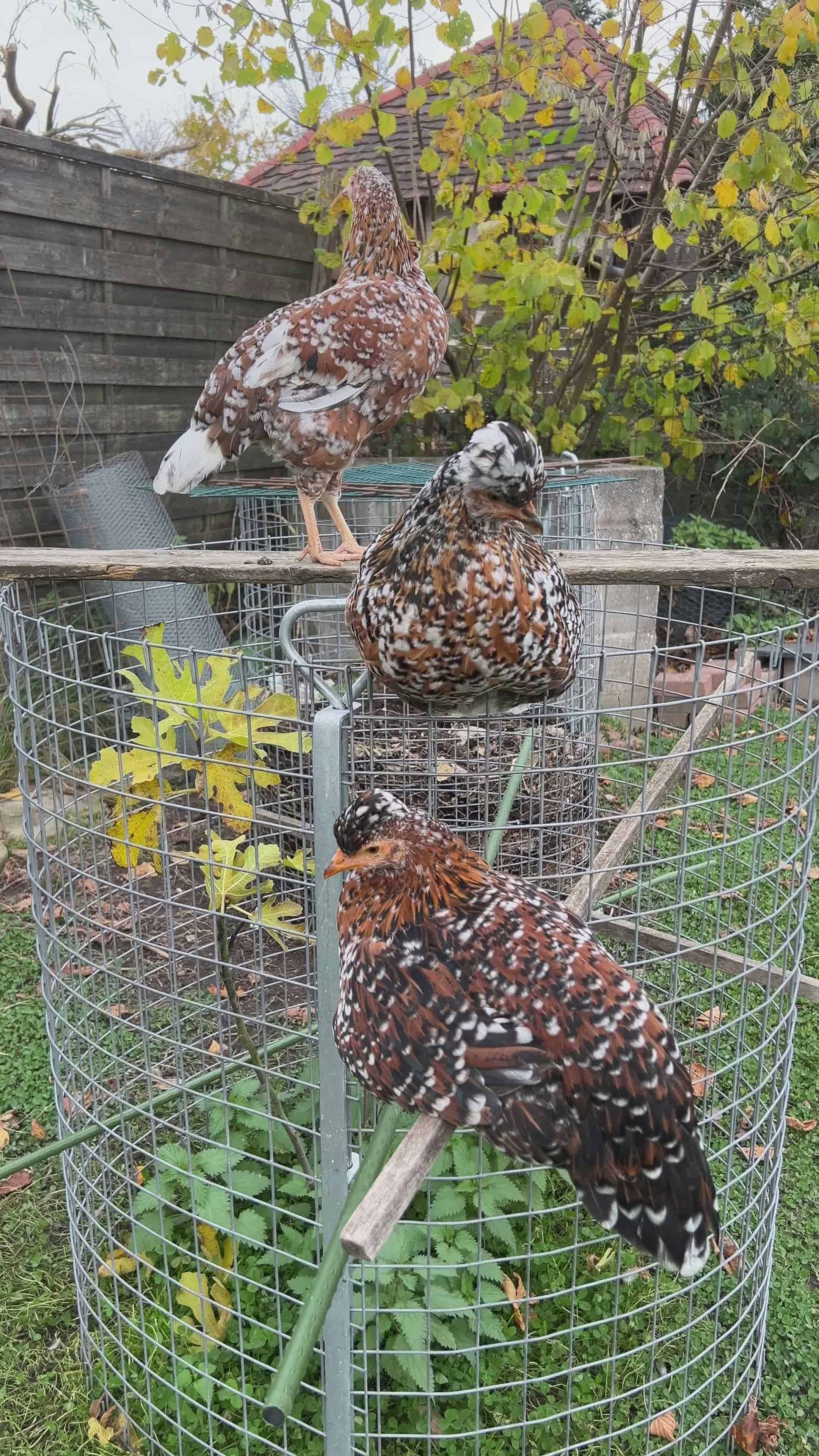 Chickens Perched on a Backyard Chicken Coop Free Stock Video Footage ...