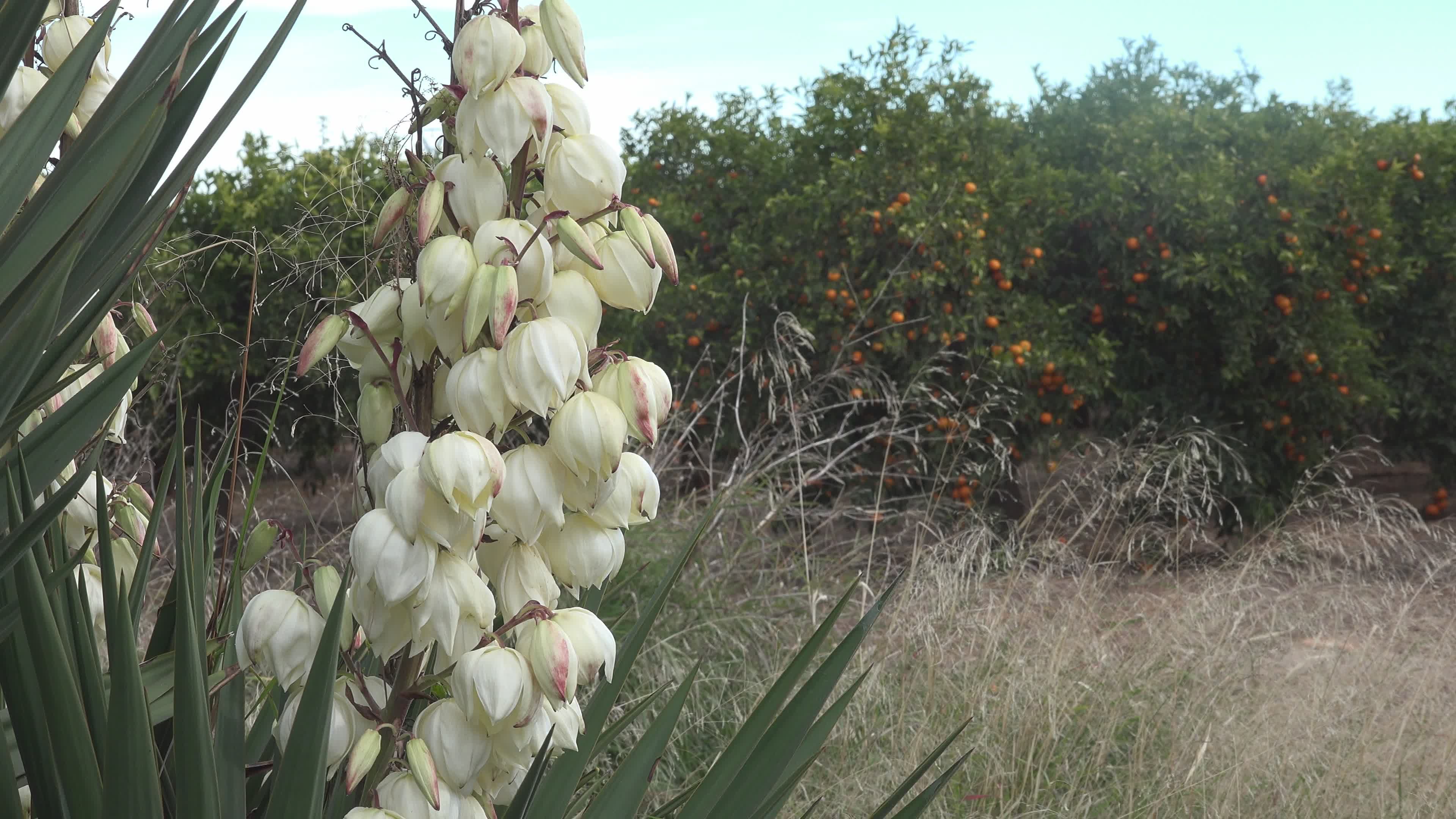 Blossoming Yucca Plant in Orange Grove Free Stock Video Footage ...
