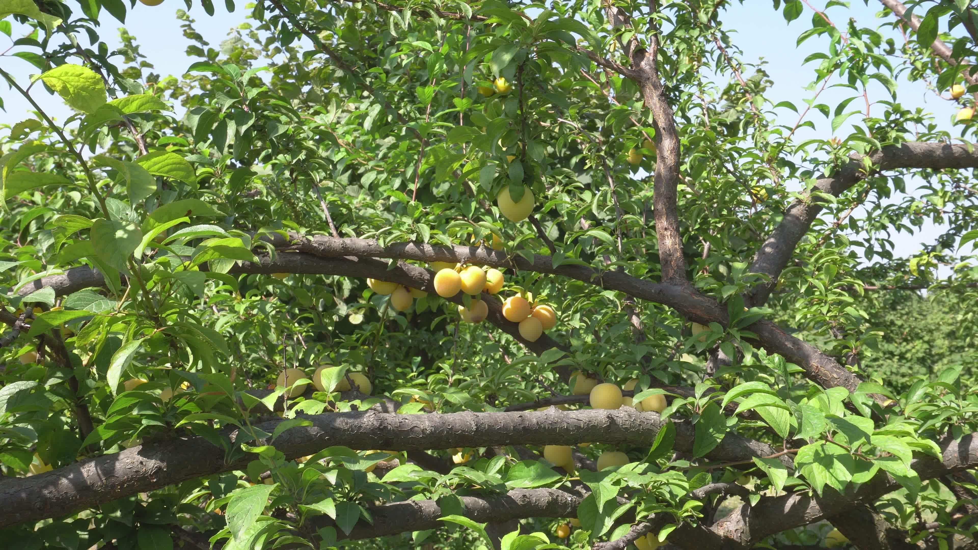 Ripe Yellow Apricots on Tree Branch Outdoors Free Stock Video Footage ...