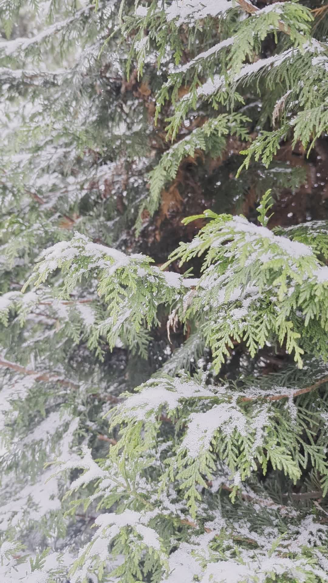 Snow-Covered Evergreen Trees in Winter Forest Free Stock Video Footage ...