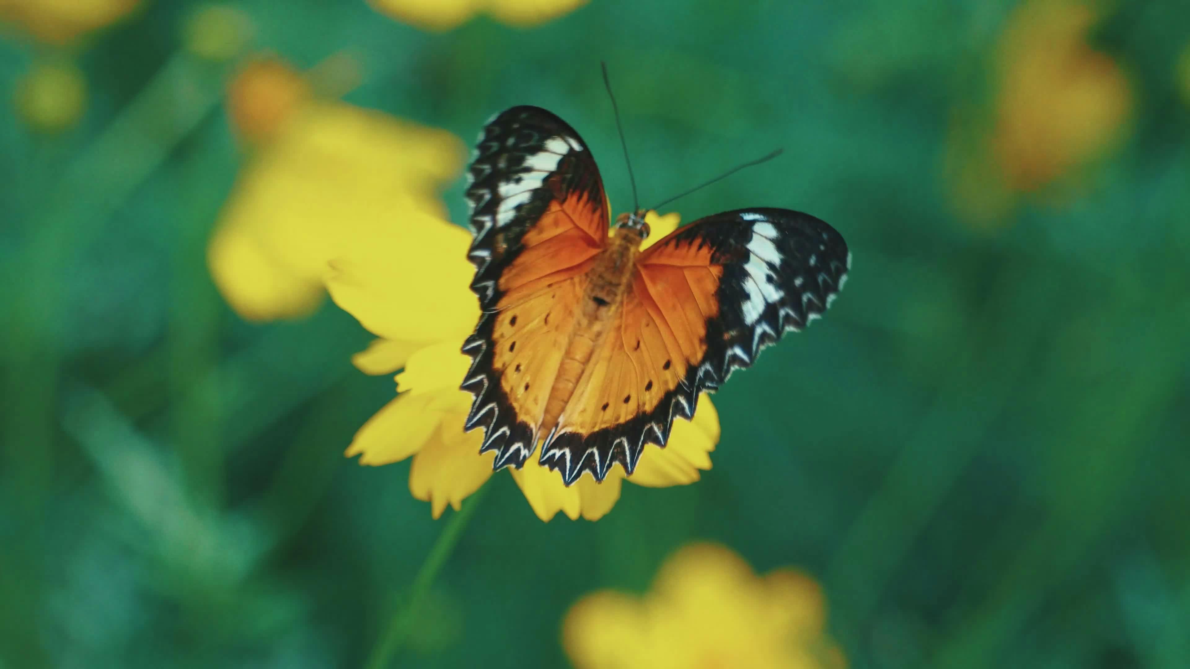 Reverse+Cowgirl+Slow+Motion+Gif Videos, Download The BEST Free 4k Stock ...