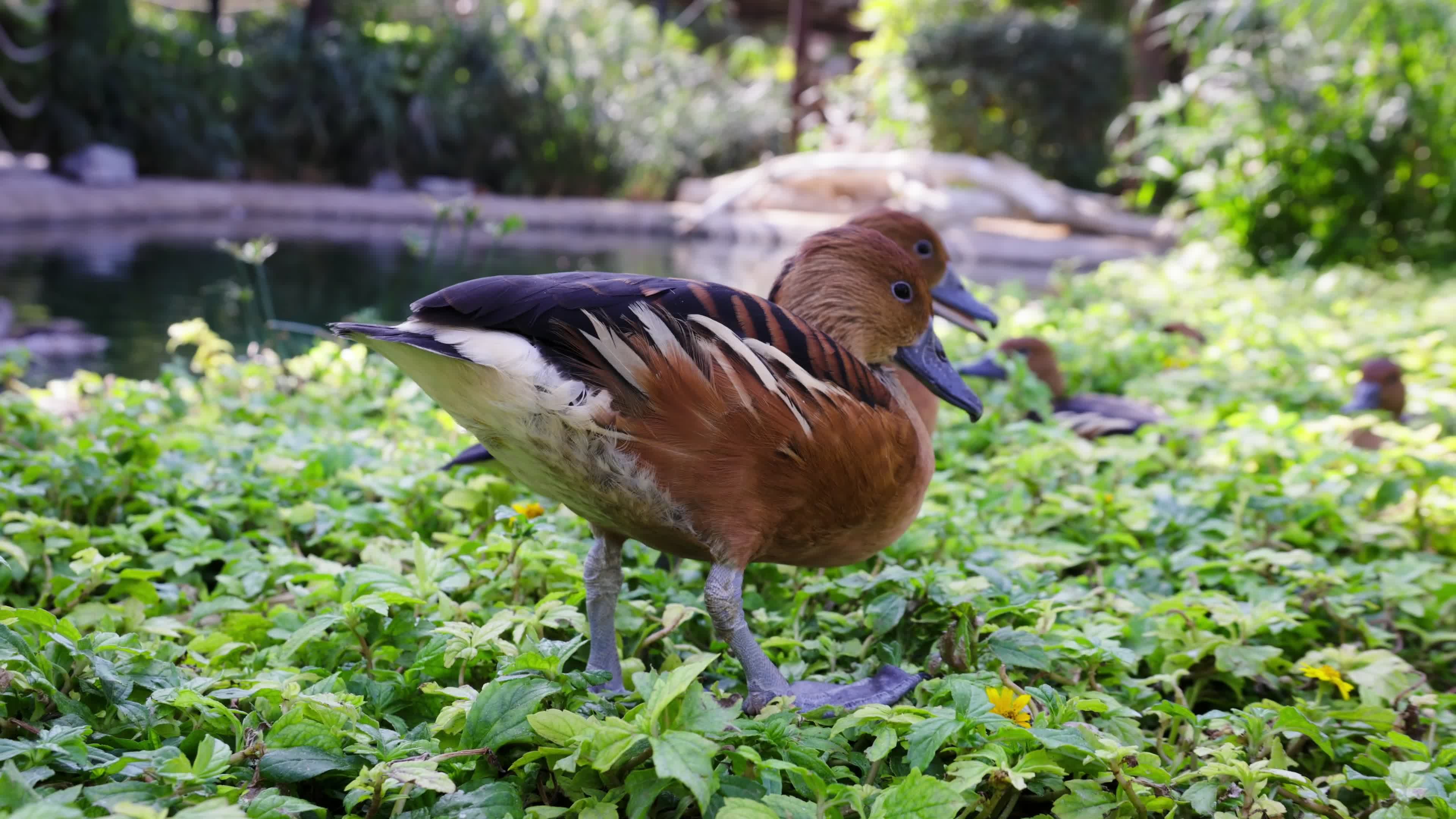 Ducks Resting on Lush Greenery by Water Free Stock Video Footage ...