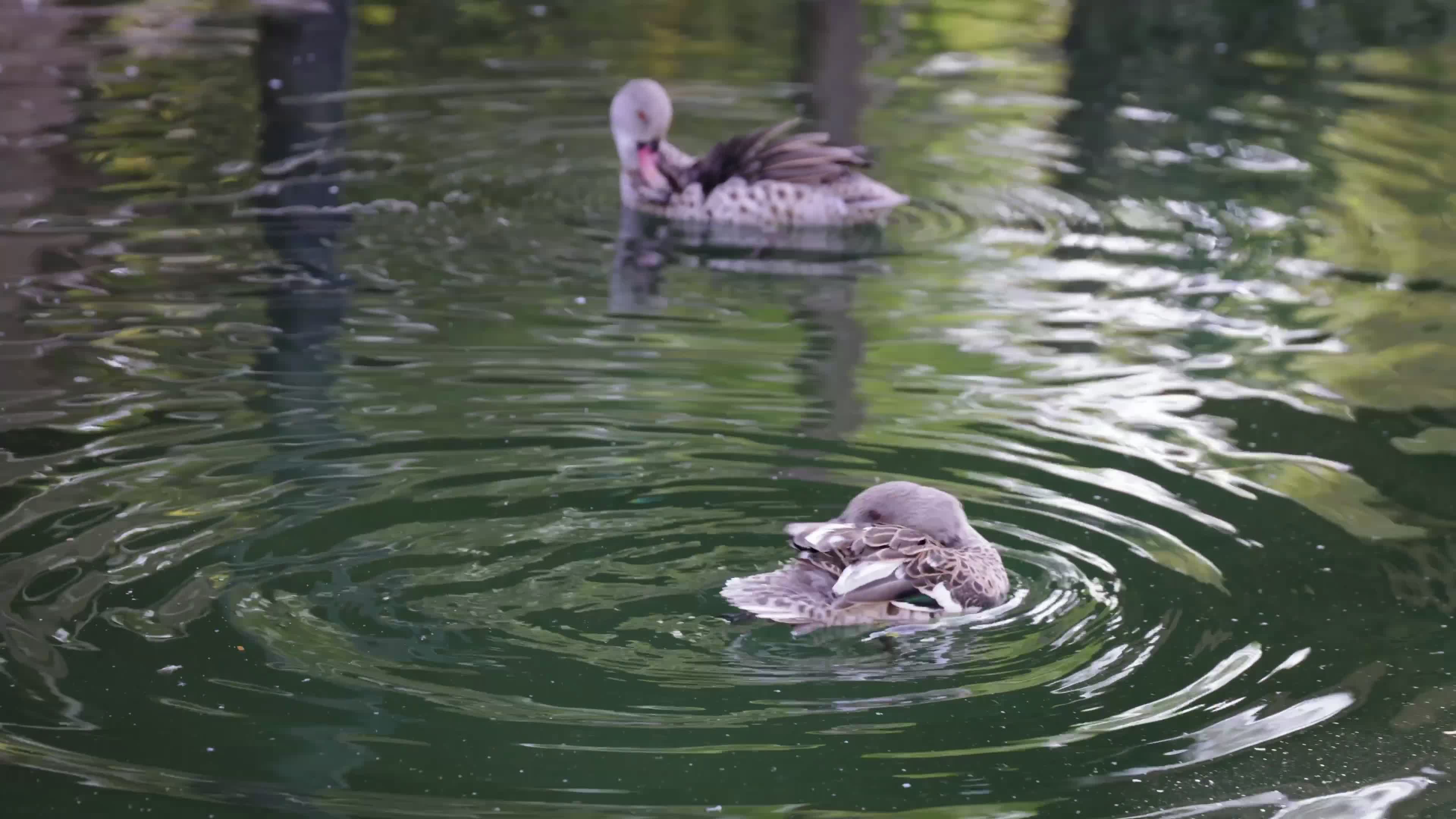 Peaceful Ducks Swimming on a Serene Pond Free Stock Video Footage ...
