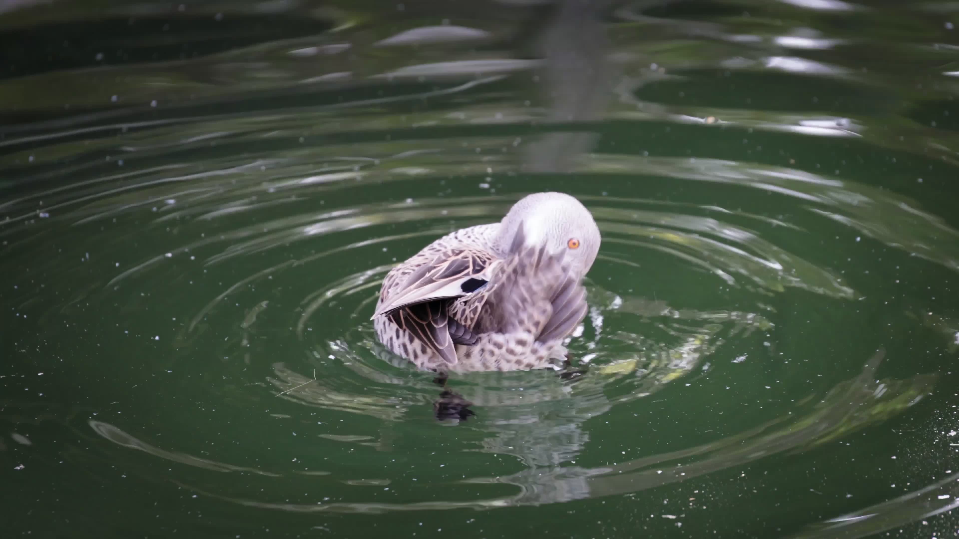 Serene Duck Grooming on a Tranquil Pond Free Stock Video Footage ...