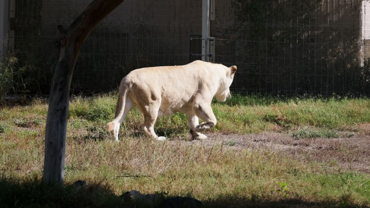 Lion Walking Videos, Download The BEST Free 4k Stock Video Footage ...