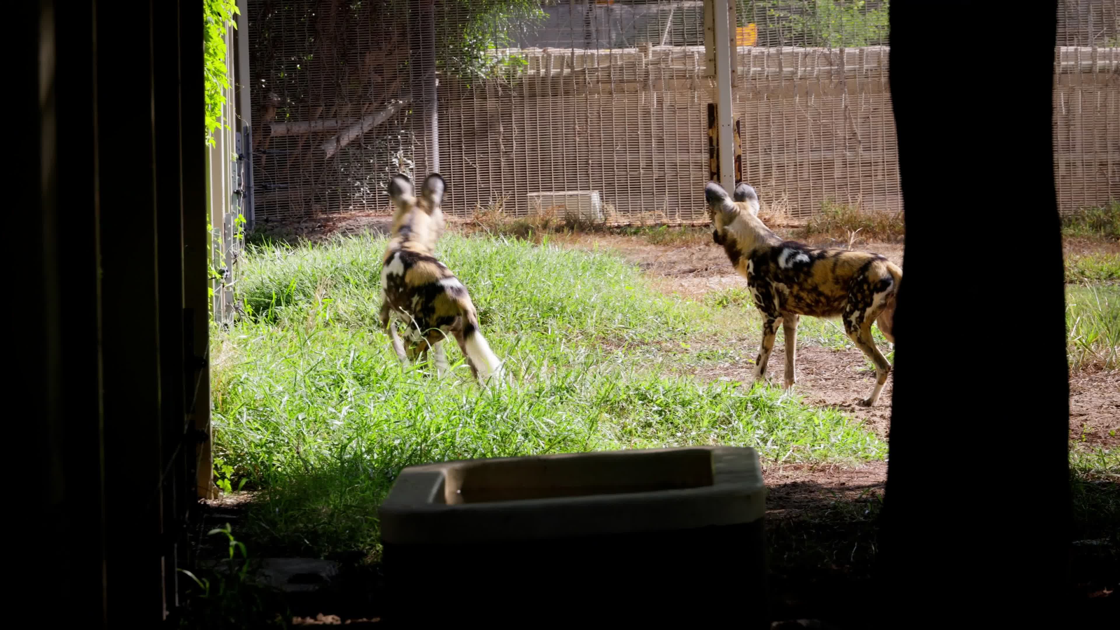 African Wild Dogs in Natural Habitat Free Stock Video Footage, Royalty ...