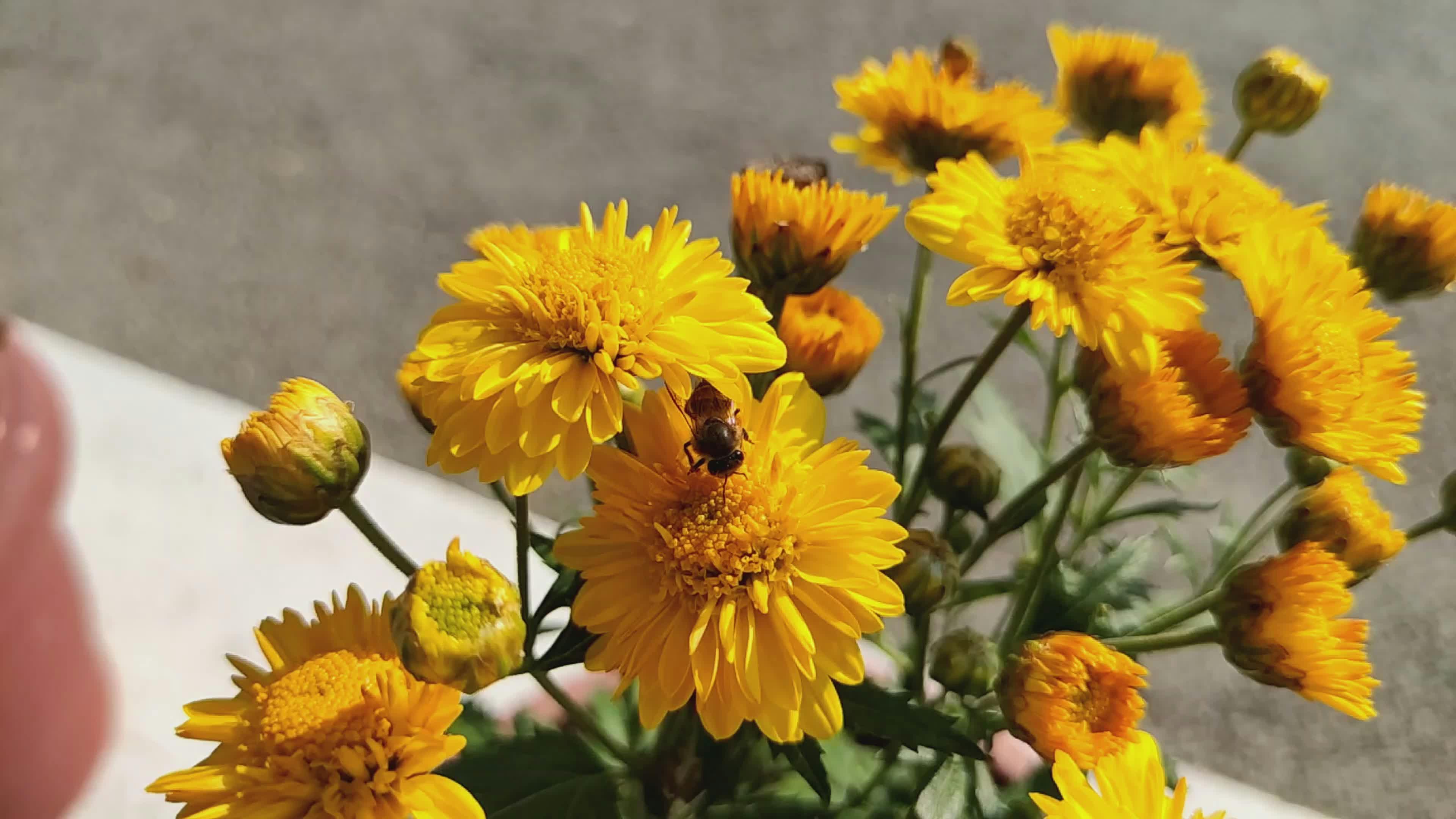 慢镜头：蜜蜂在黄色花朵上采集花蜜 · 免费素材视频